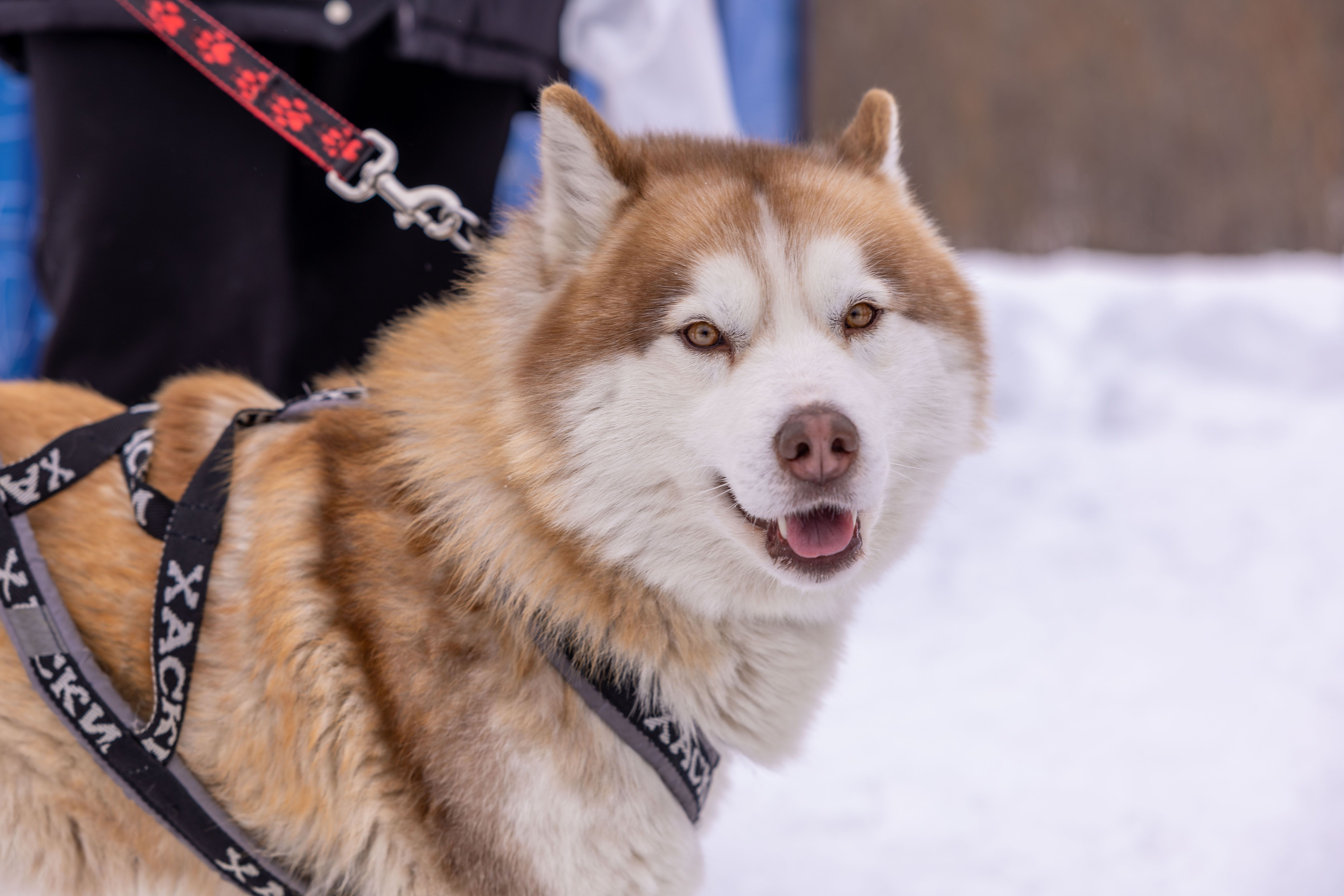 Siberian Husky with Harness in Snowy Outdoors · Free Stock Photo