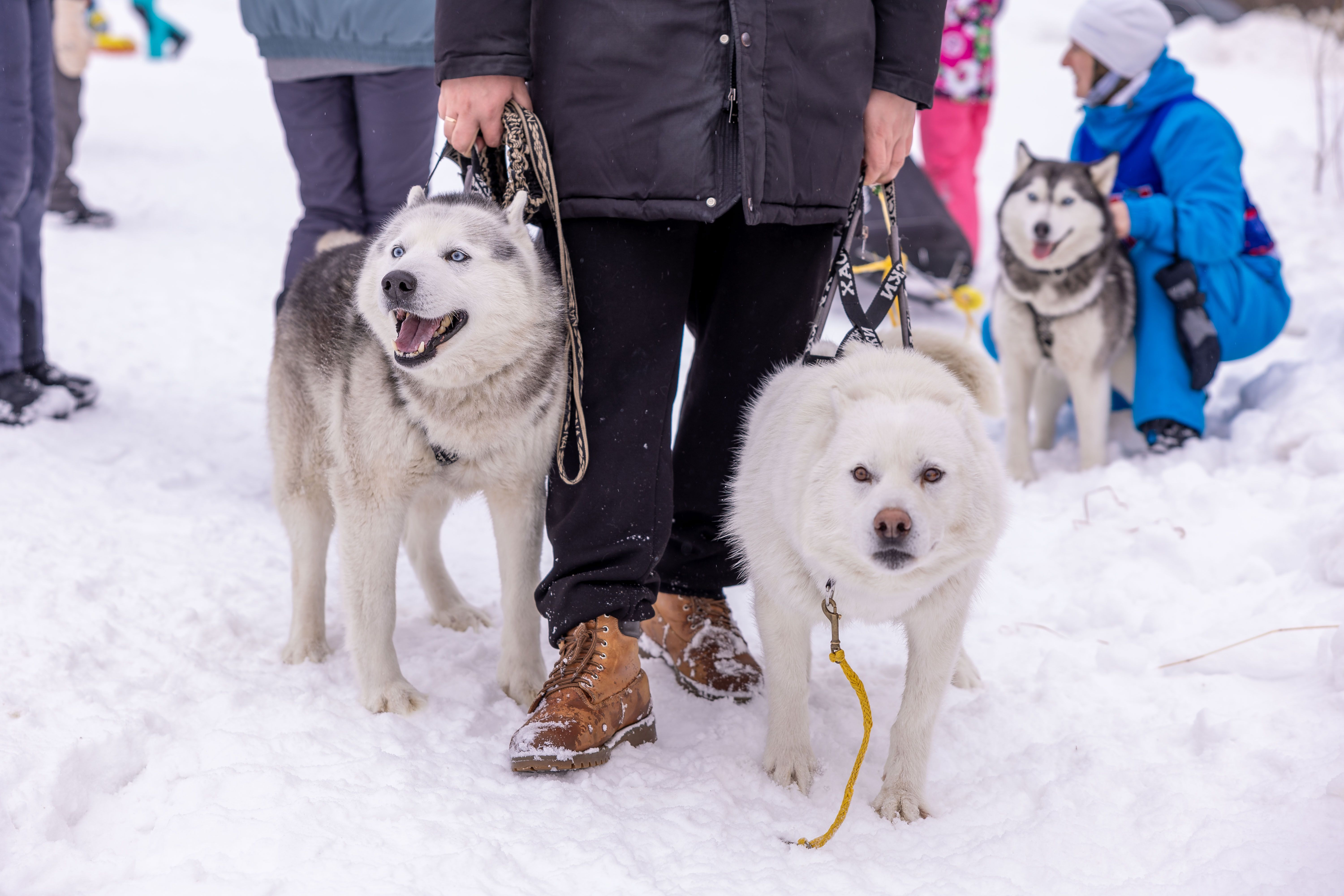Siberian Huskies in Snowy Winter Scene · Free Stock Photo