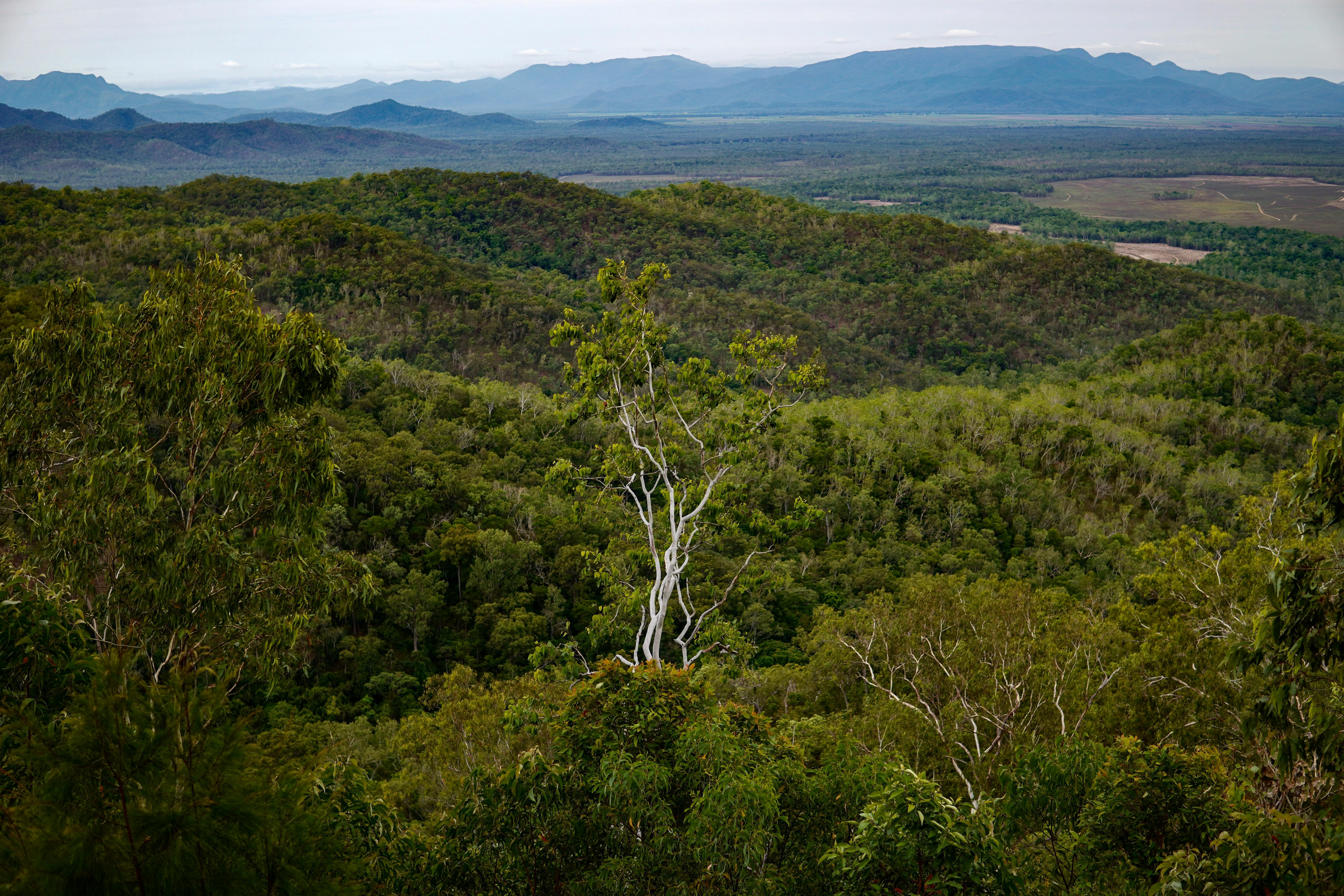 Perbukitan Hutan Rimbun Dengan Pemandangan Pegunungan Di Kejauhan ...