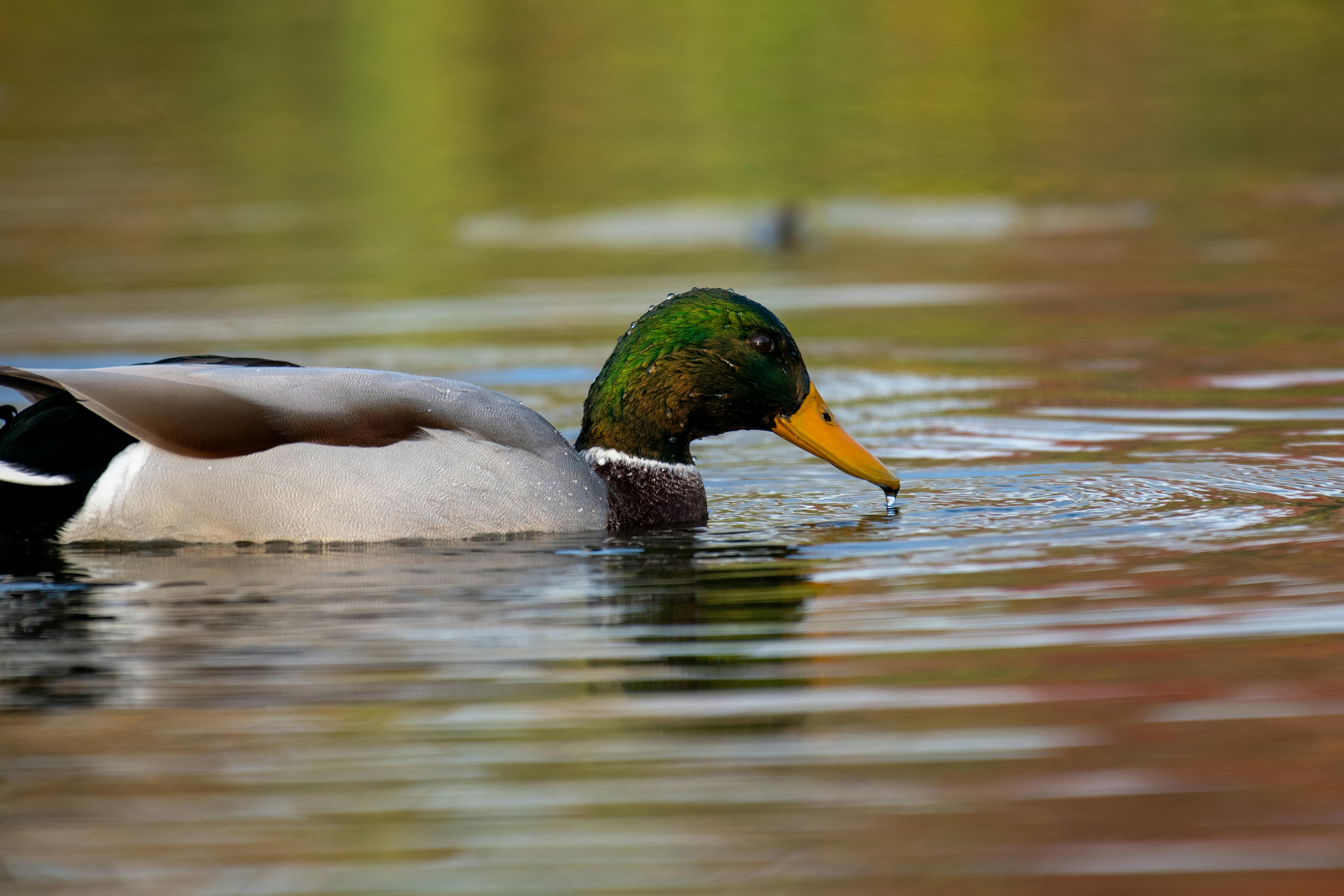 Drake Twitter Photos, Download The BEST Free Drake Twitter Stock Photos ...