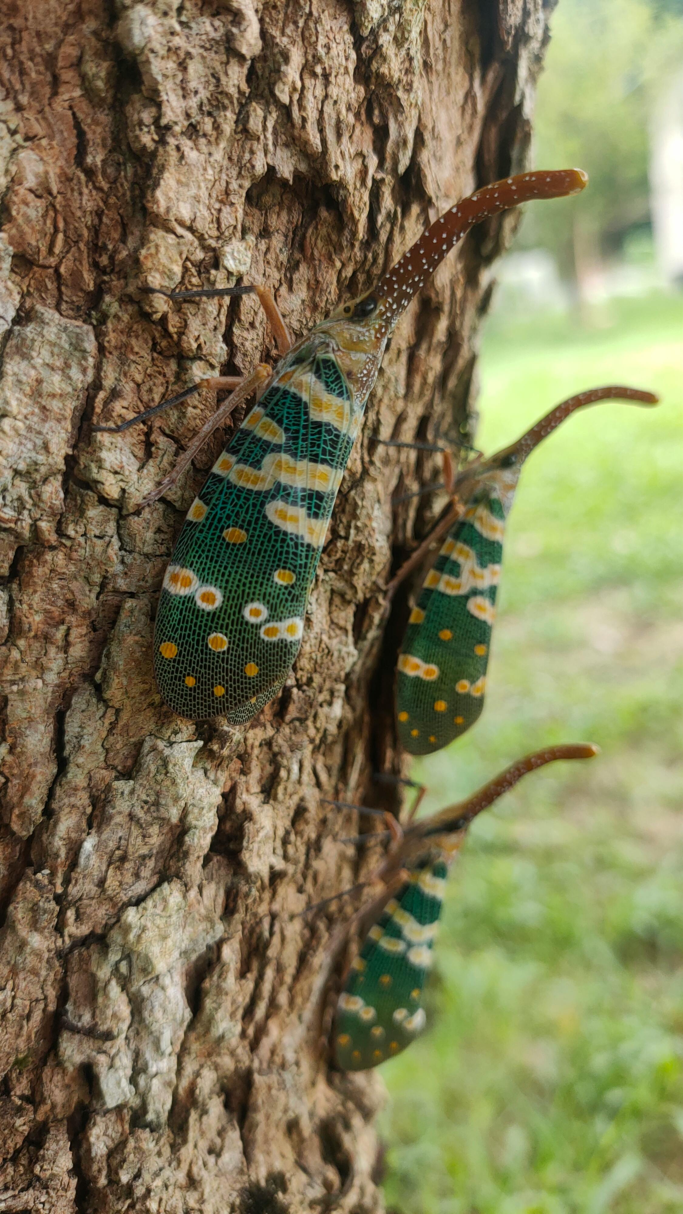 Colorful Lanternflies on Tree Trunk · Free Stock Photo