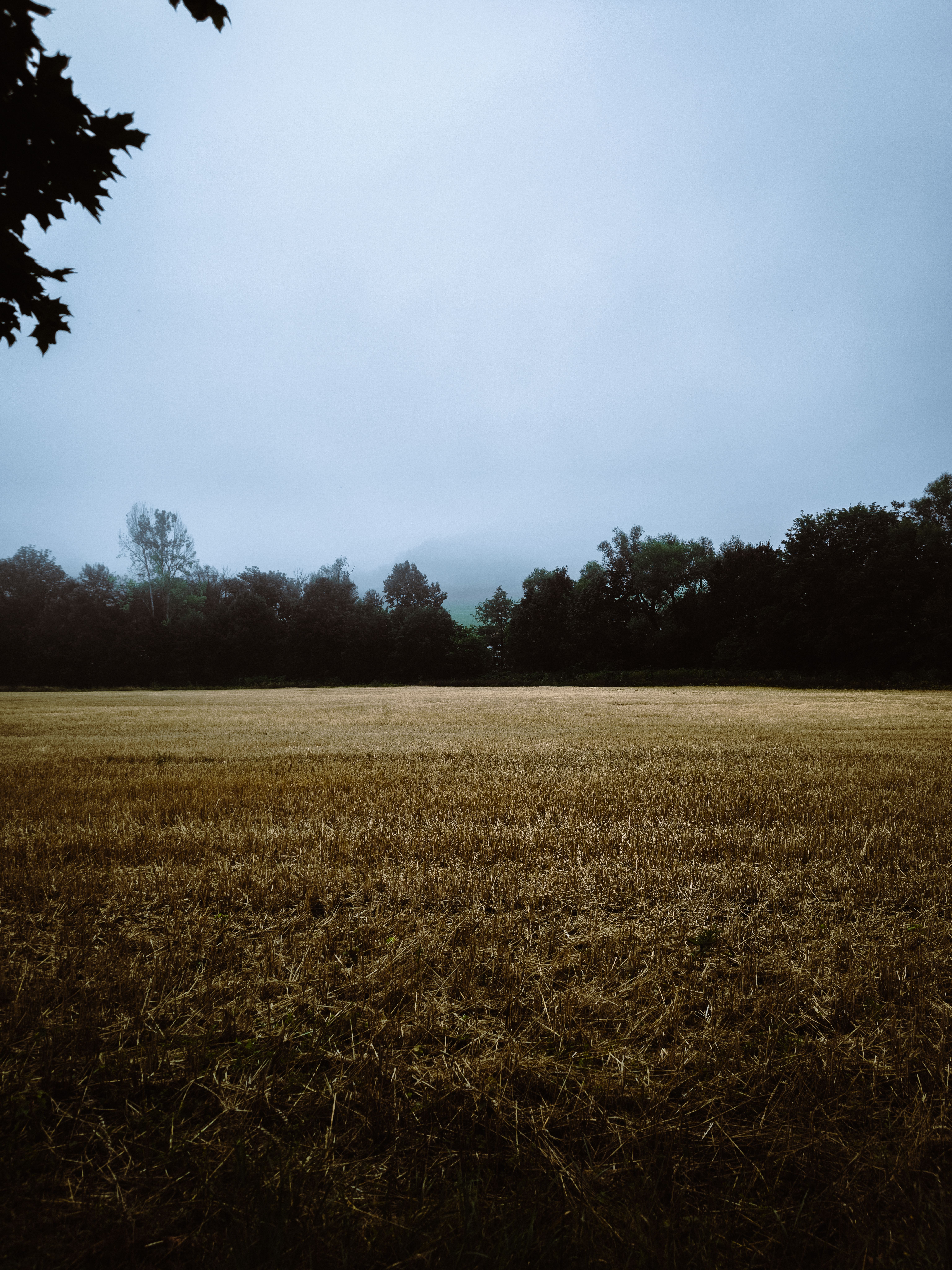 Serene Autumn Field with Misty Horizon · Free Stock Photo