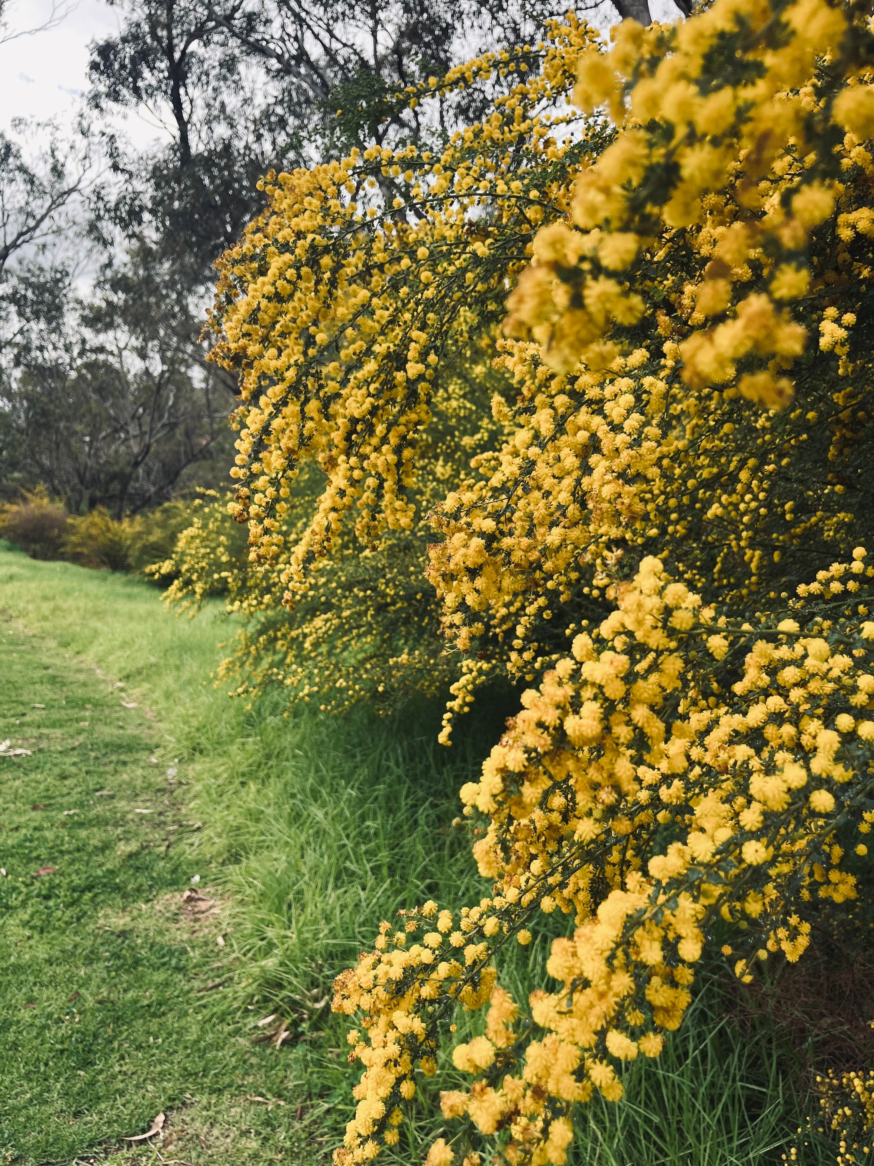 Golden Wattle Blossoms in Lush Green Landscape · Free Stock Photo
