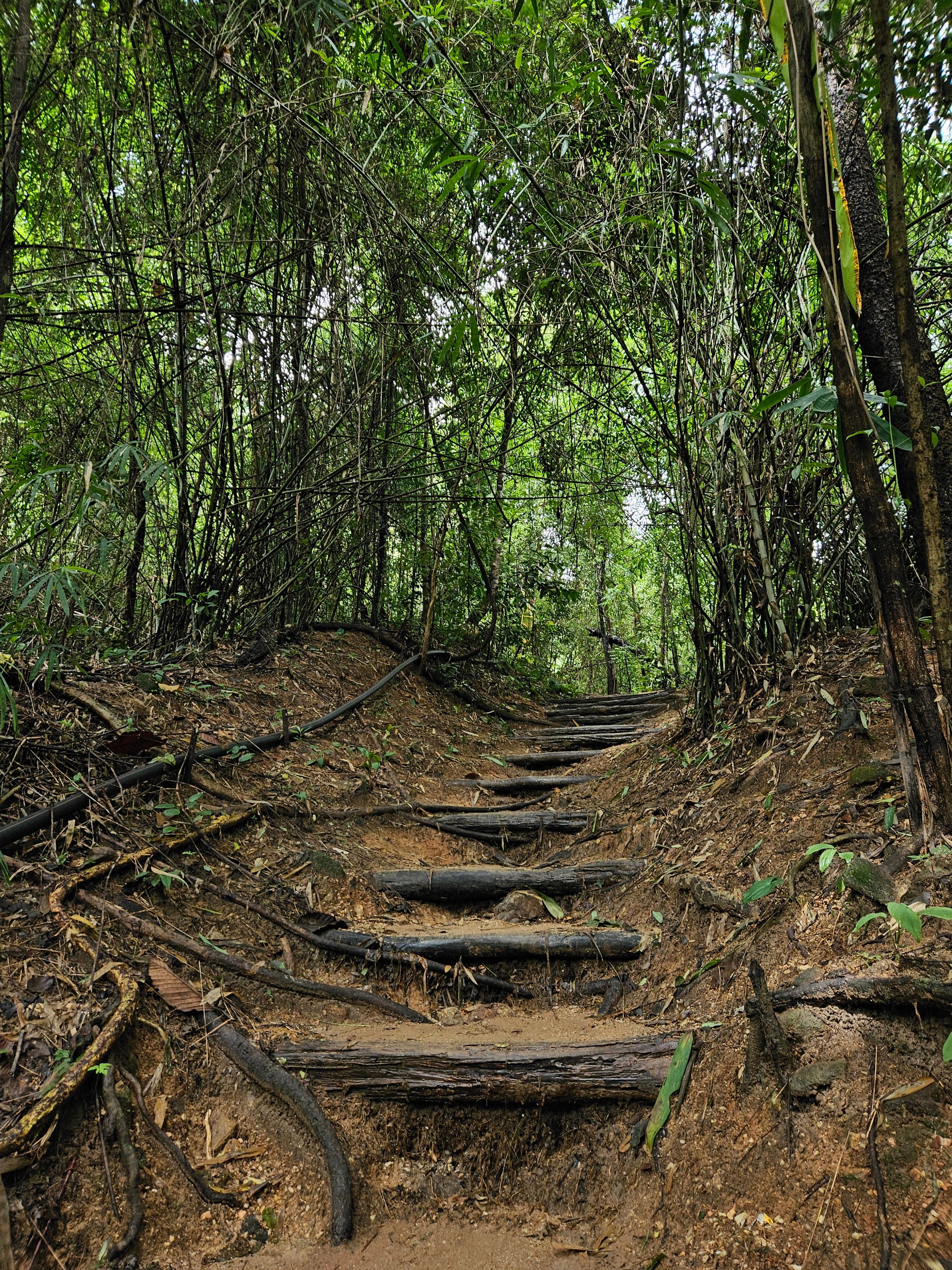 Rustic Wooden Trail in Lush Chiang Mai Forest · Free Stock Photo