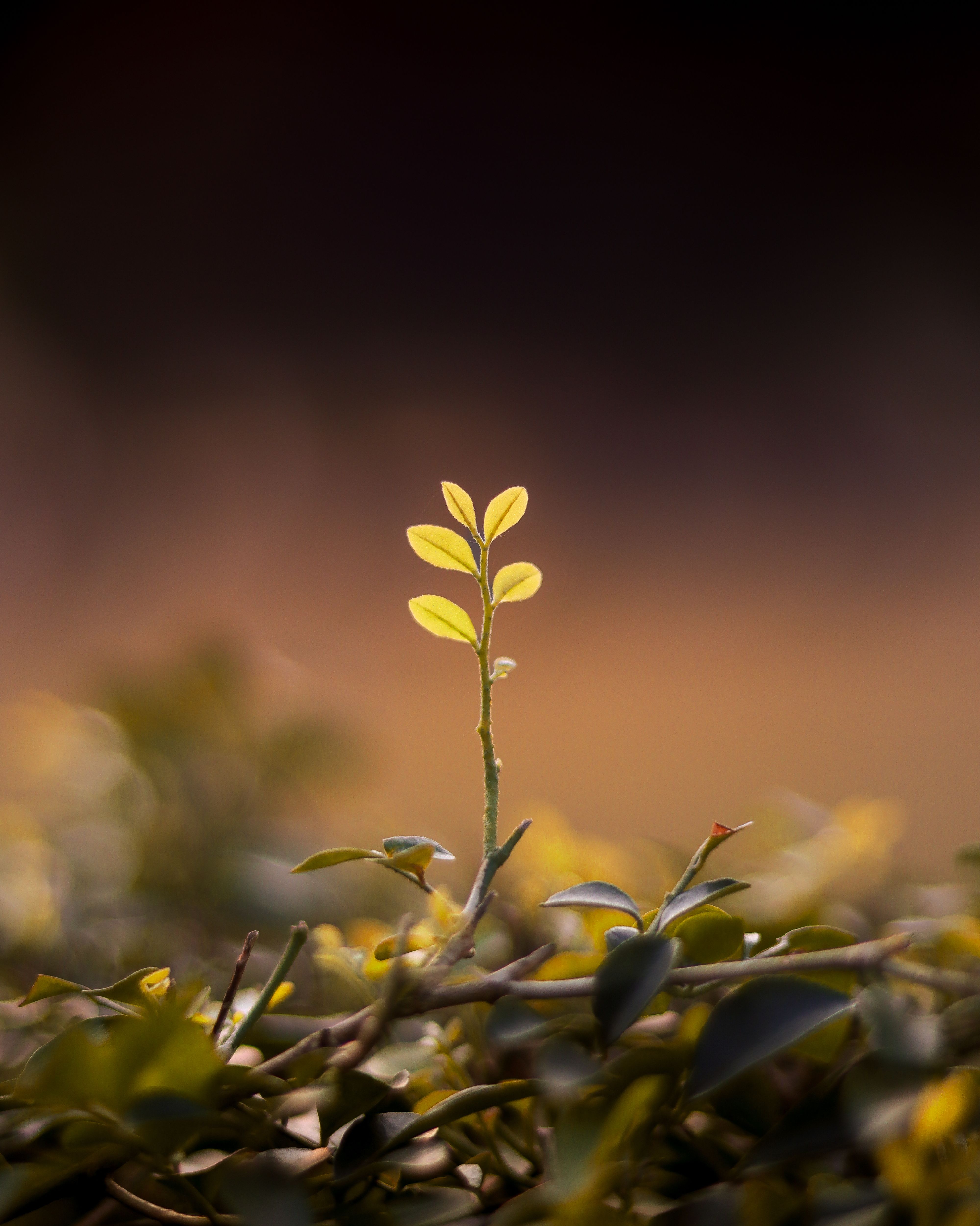 Close-Up of Fresh Green Plant Sprout Outdoors · Free Stock Photo