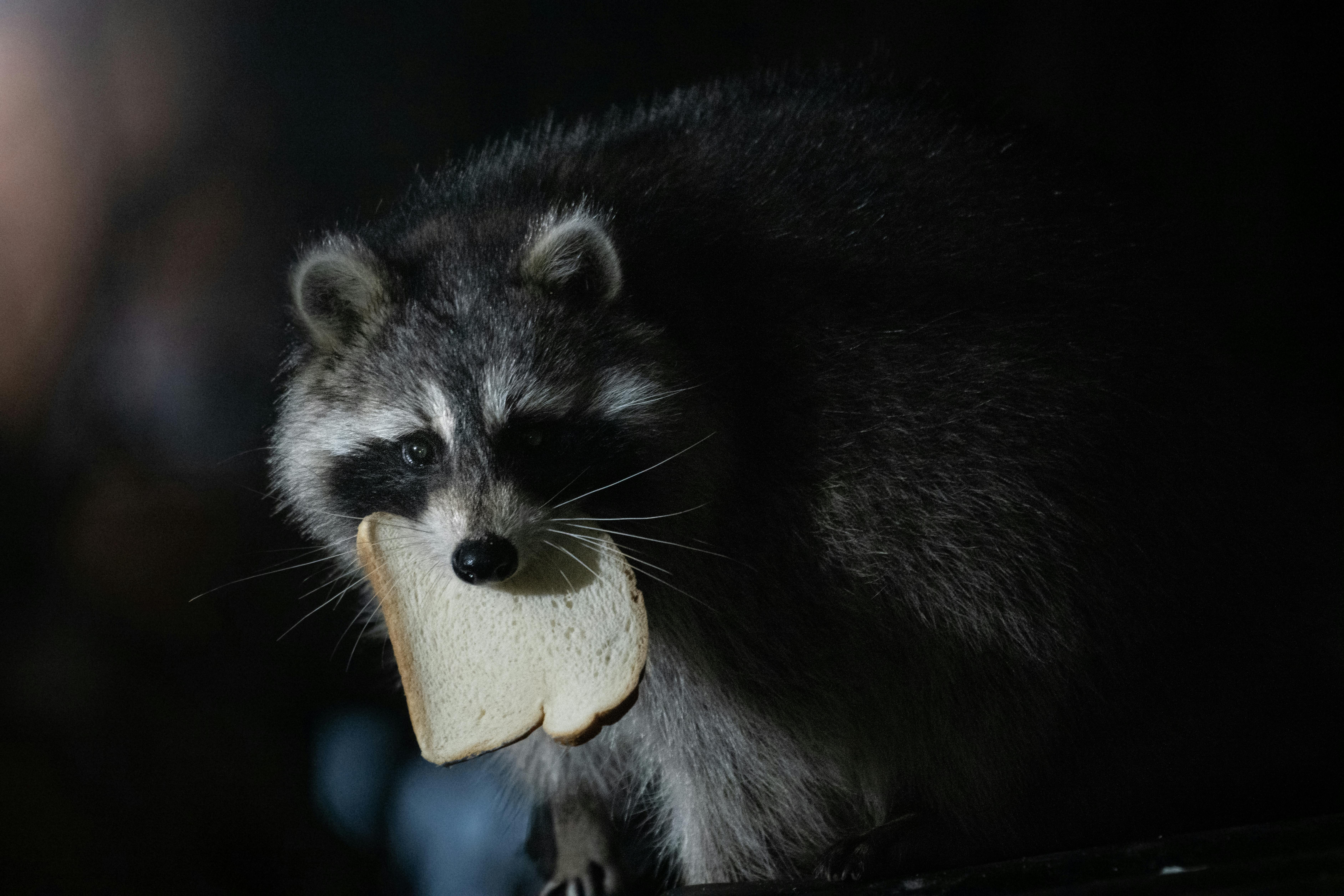 Animated Bread Photos, Download The BEST Free Animated Bread Stock ...