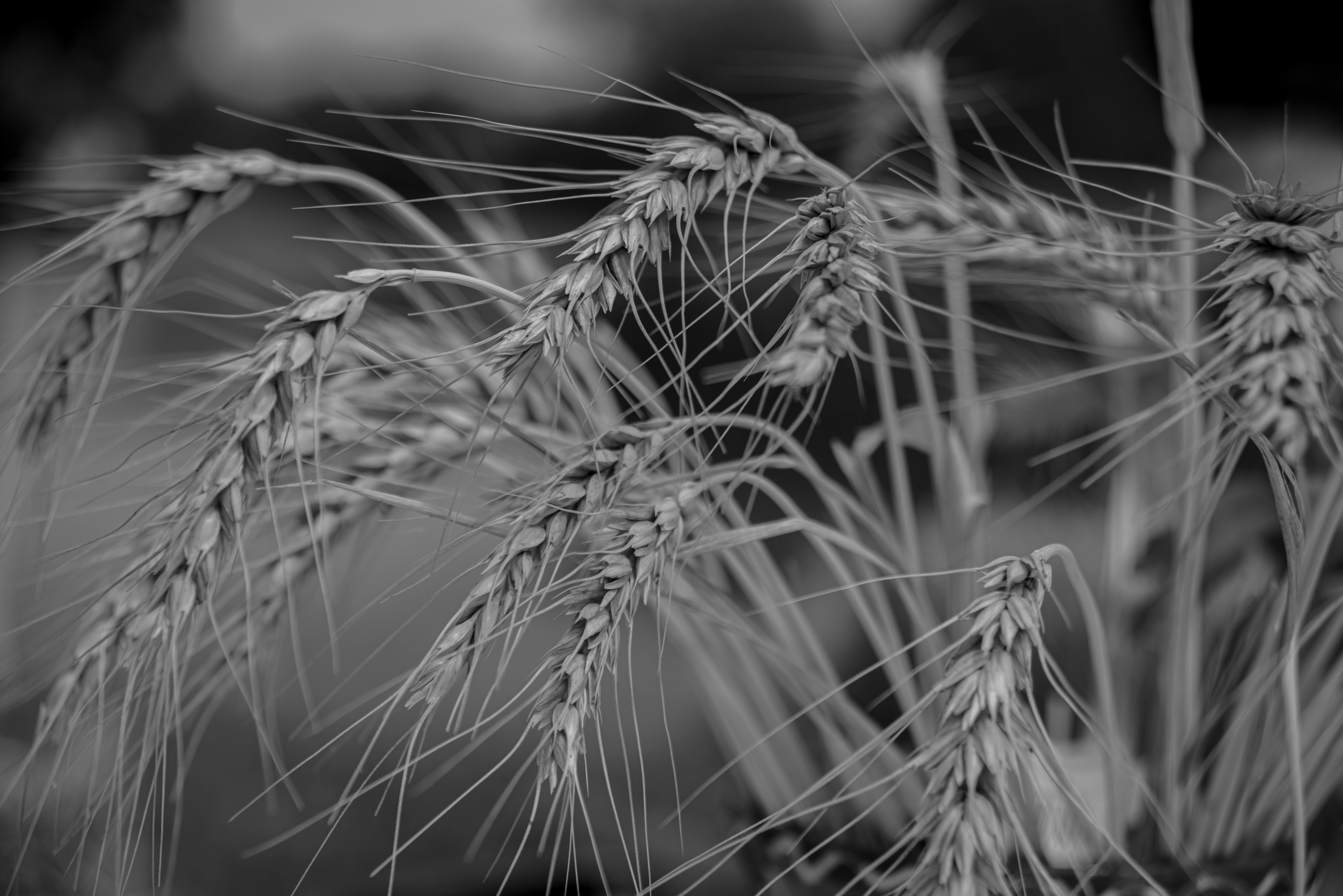 Brown Rice Plant · Free Stock Photo