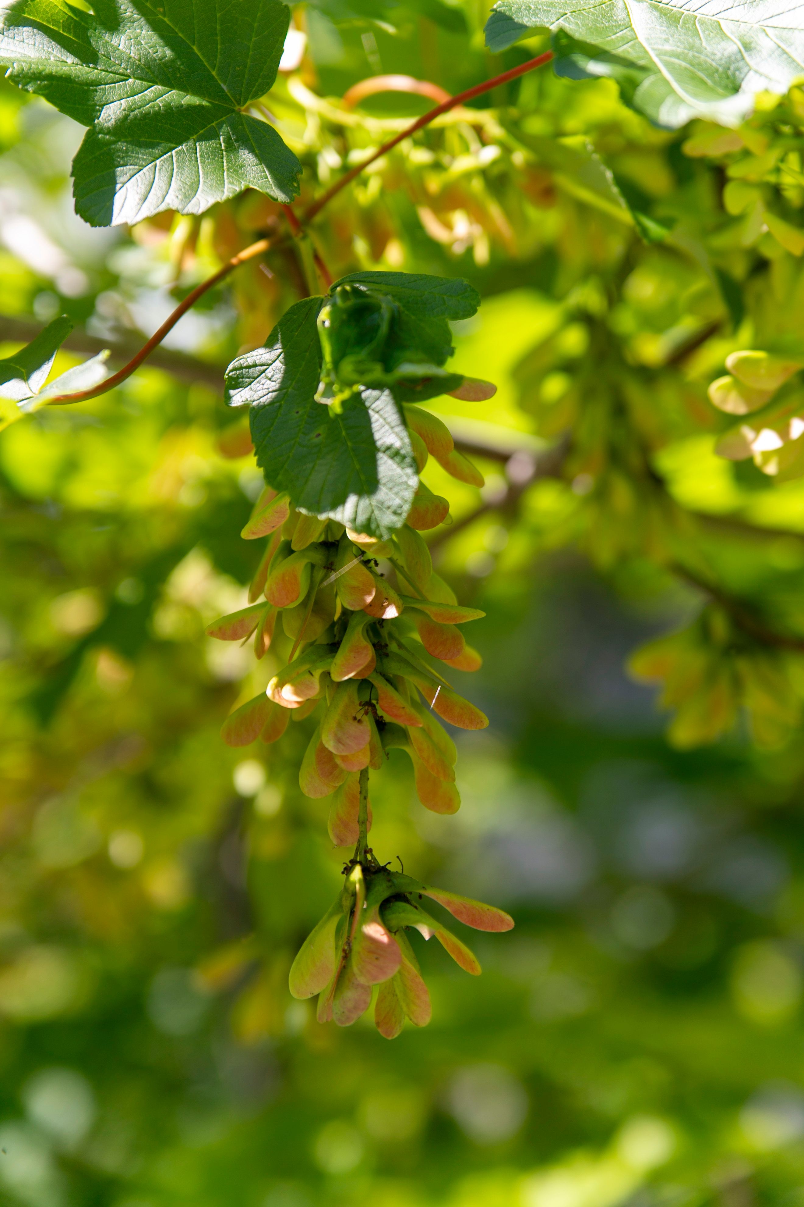 Close-up of Maple Seeds in Lush Greenery · Free Stock Photo