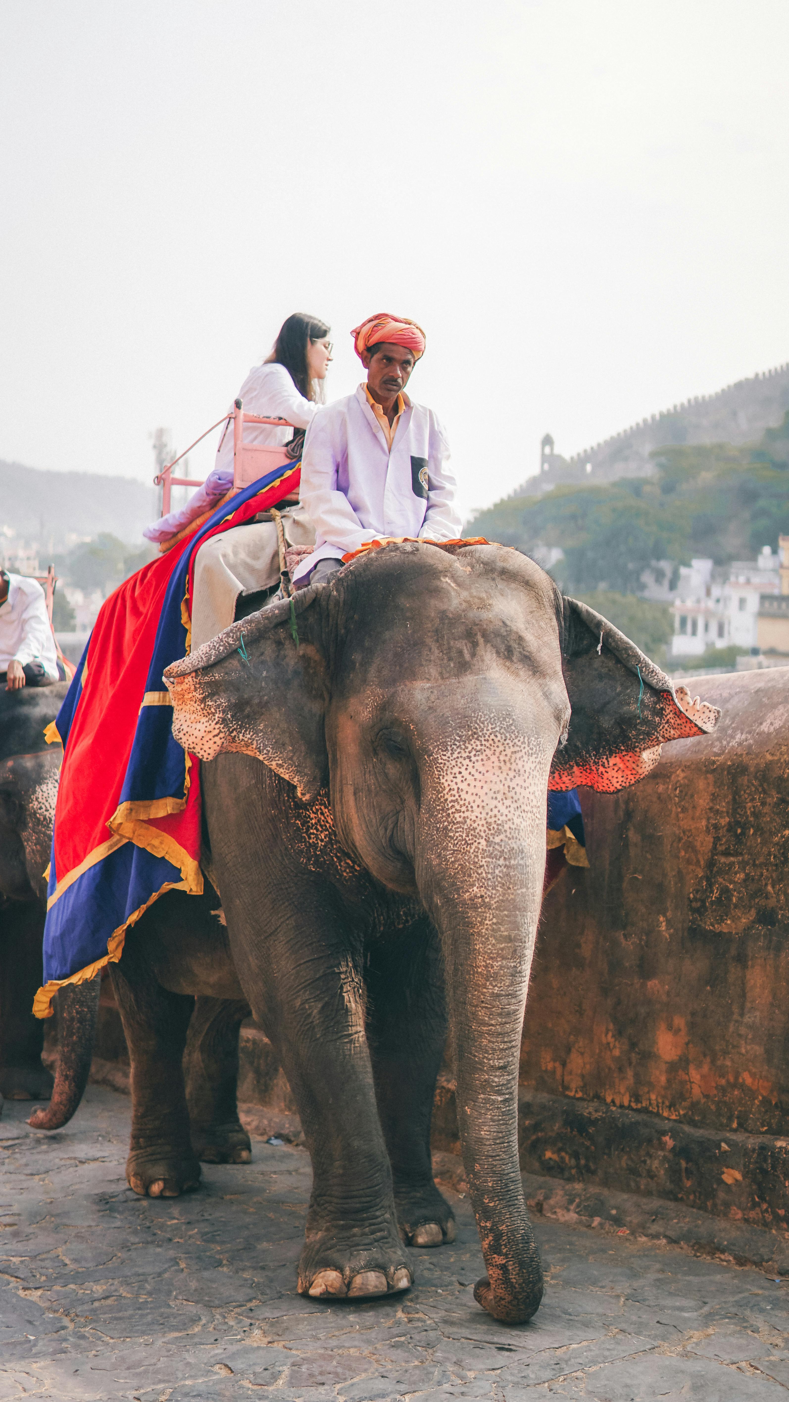 Elephant Ride at Amer Fort in India · Free Stock Photo