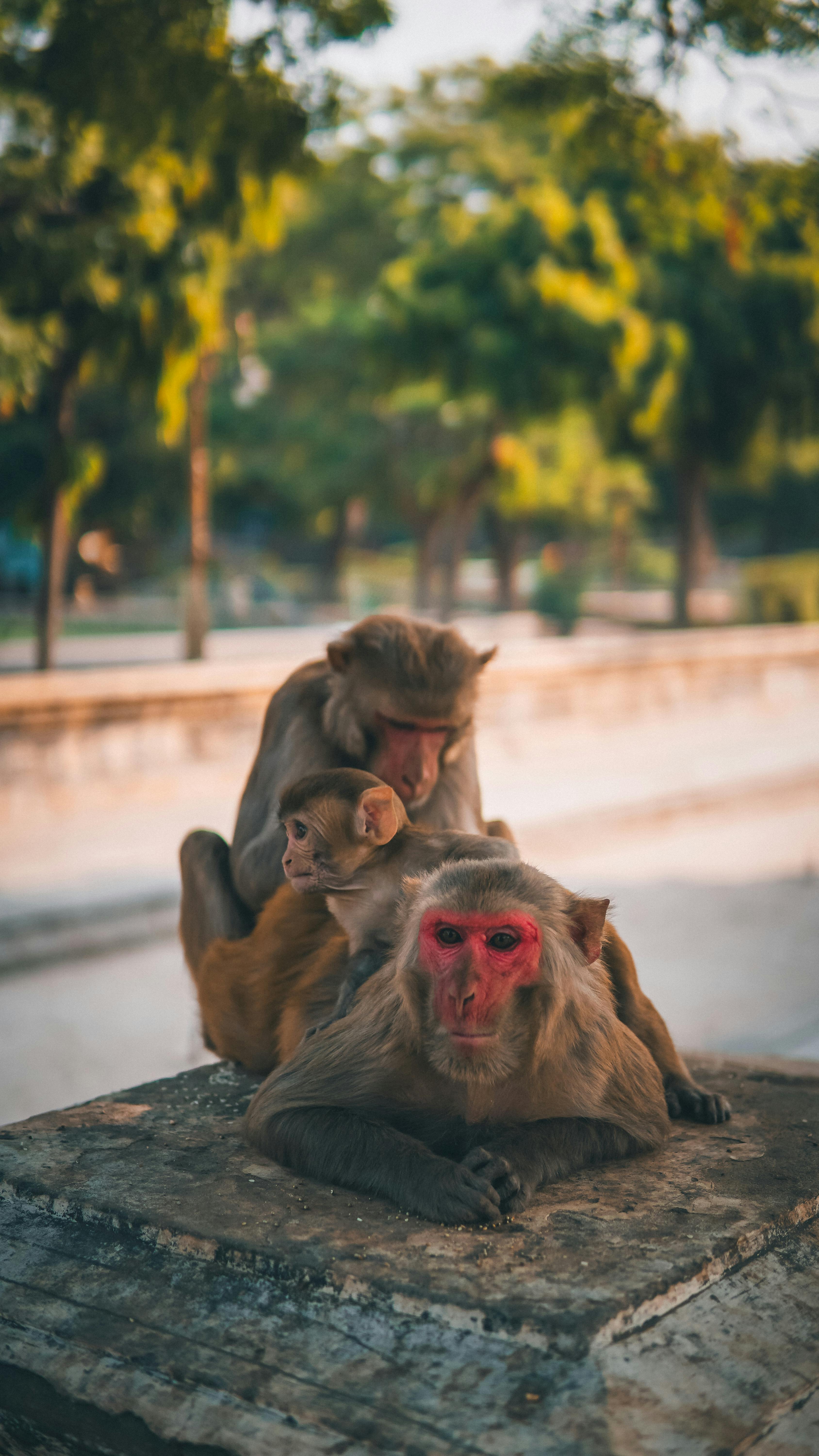 Monos Juguetones En Un Entorno De Parque · Foto de stock gratuita