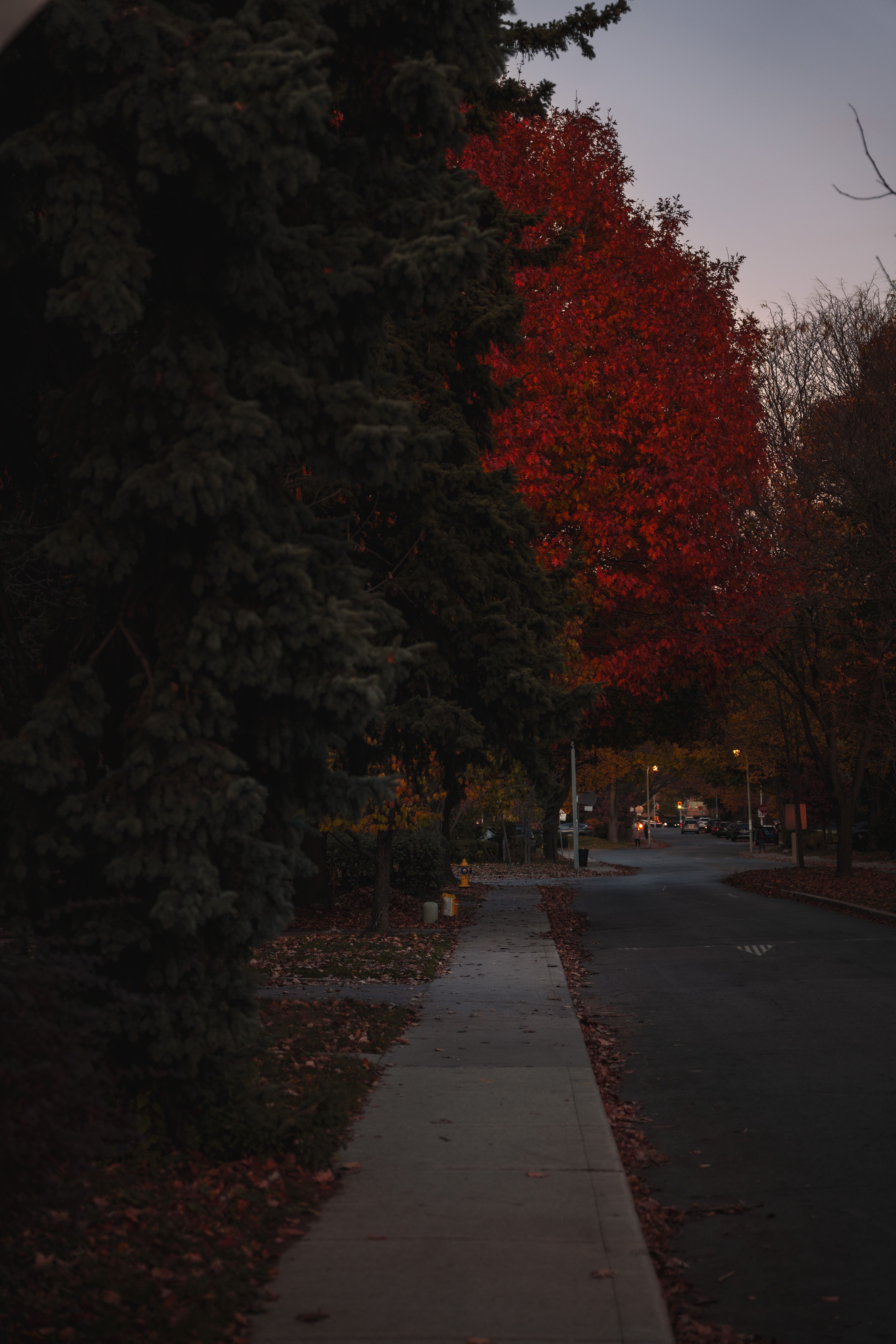 Quiet Autumn Evening Street with Red Foliage · Free Stock Photo