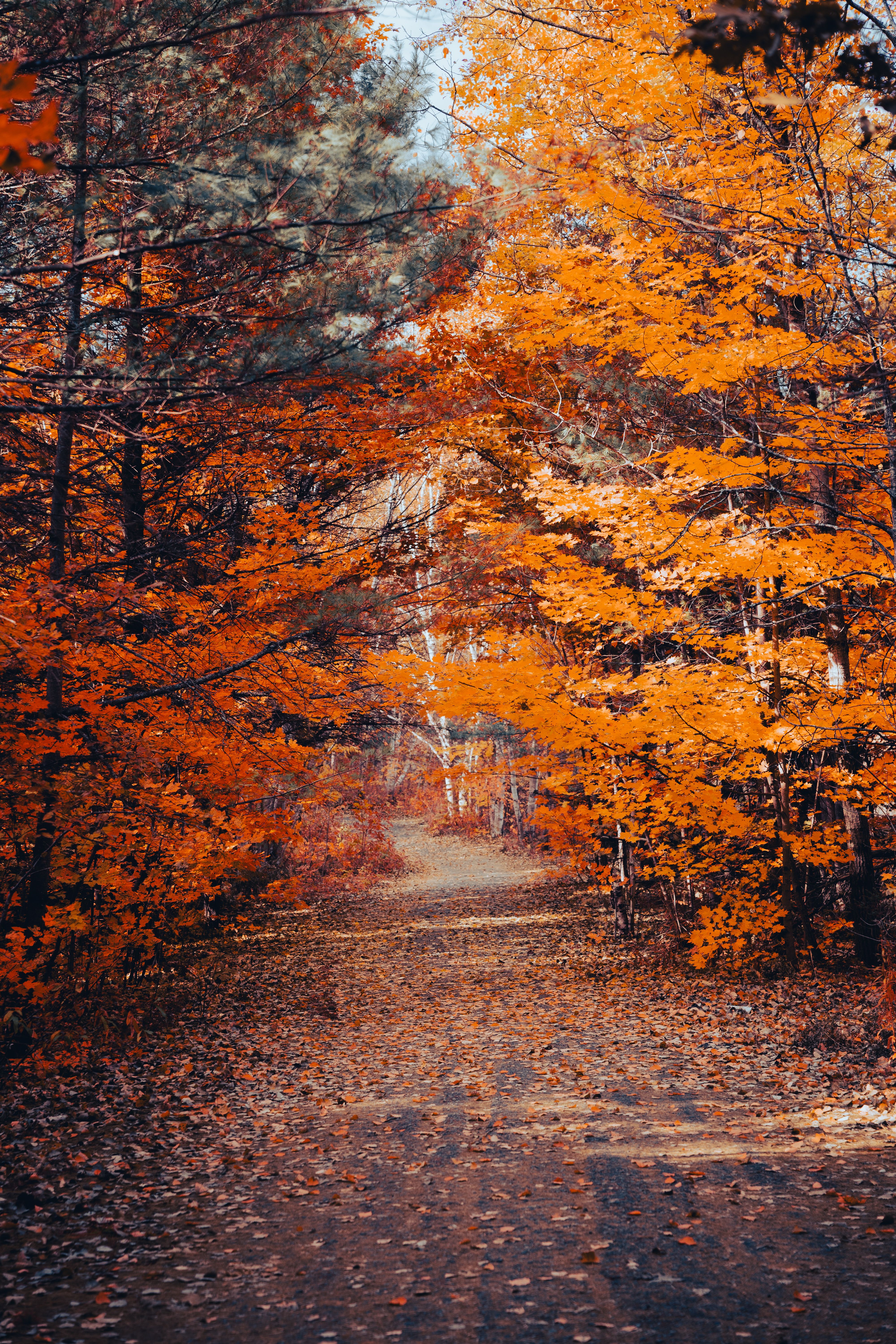 Beautiful Autumn Forest Path with Vibrant Foliage · Free Stock Photo