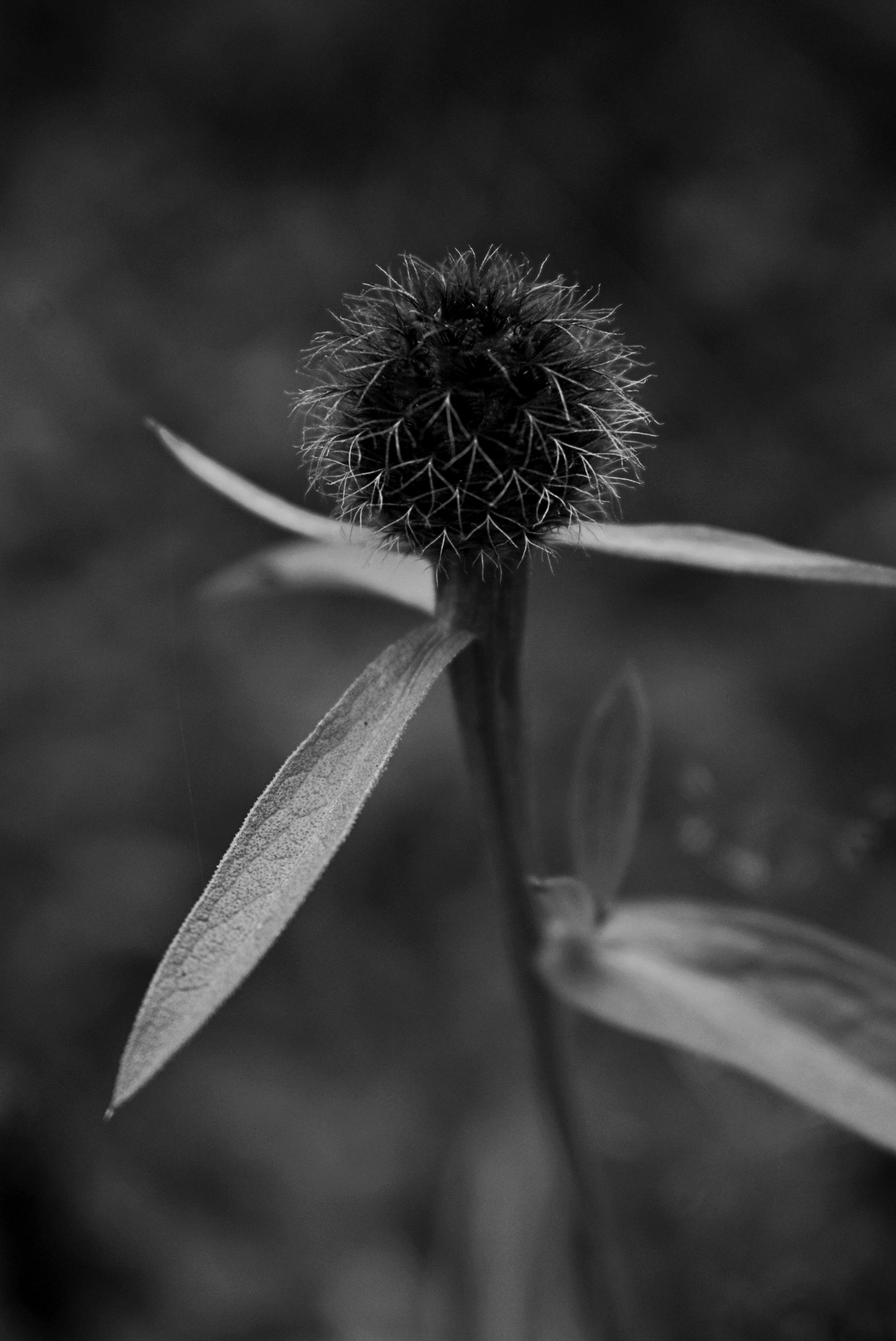 Grayscale Photo Of Flower · Free Stock Photo