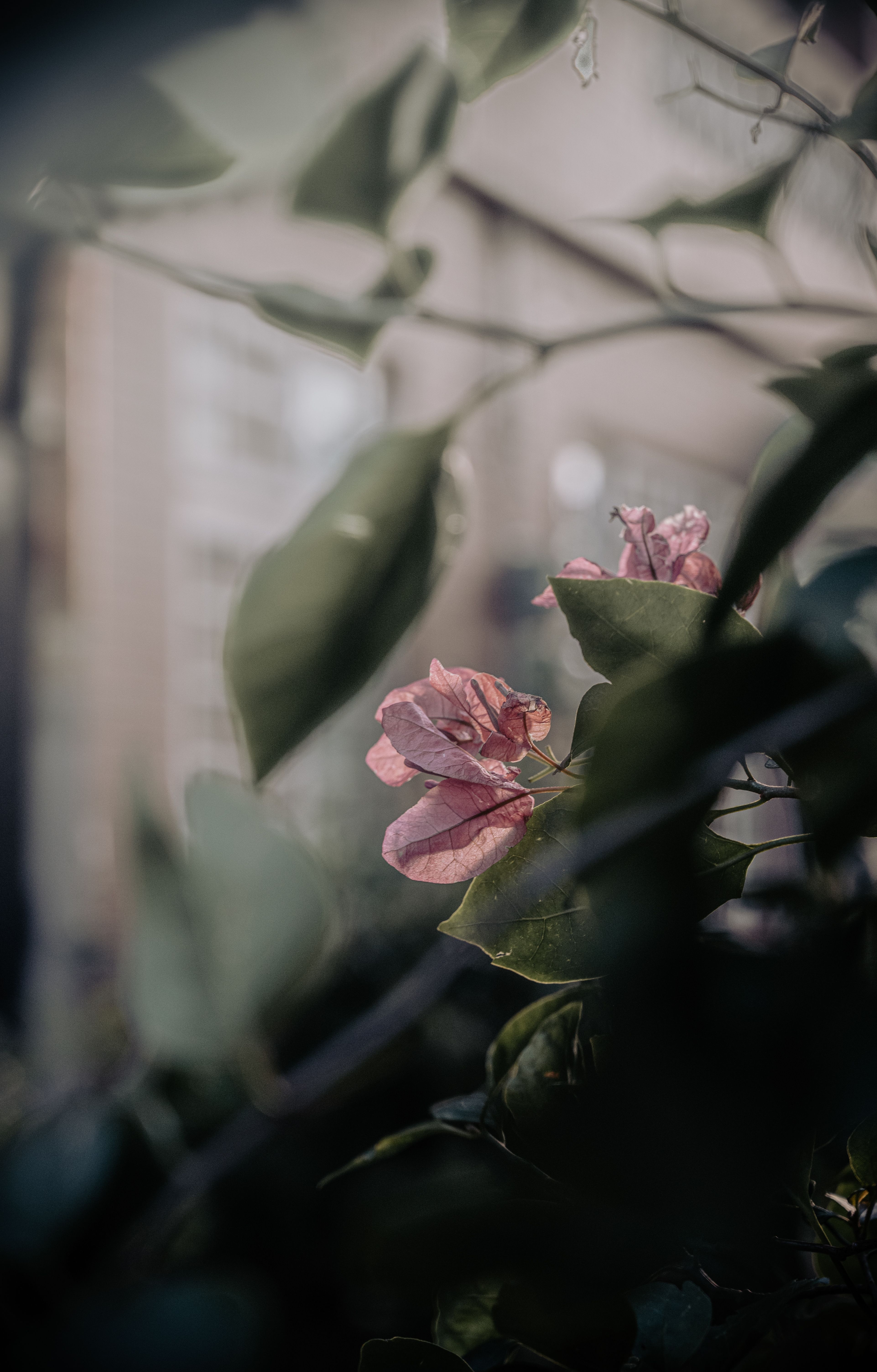 Nature And Plants Photos, Download The BEST Free Nature And Plants ...