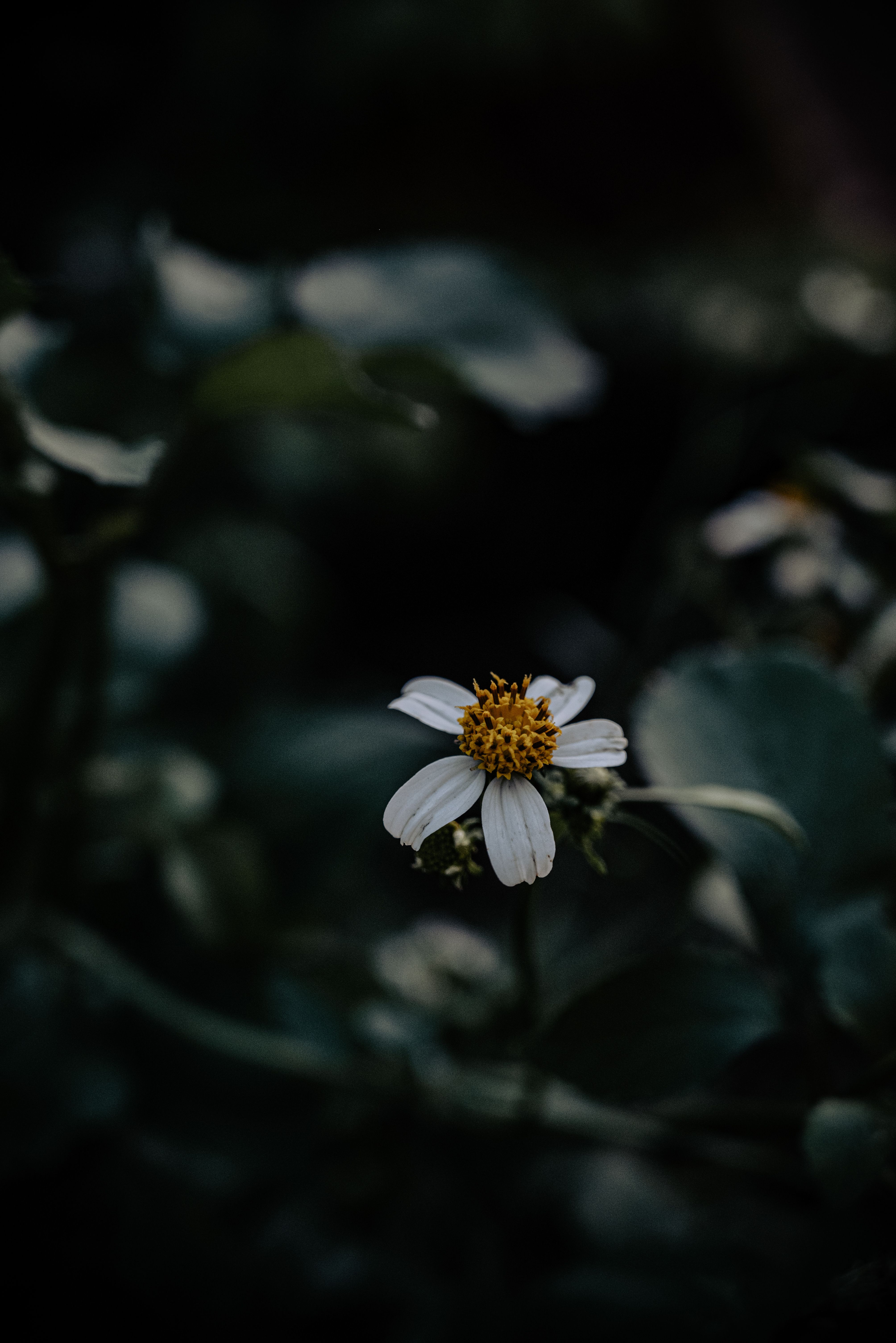 Flower Mawar Hitam Background Photos, Download The BEST Free Flower ...