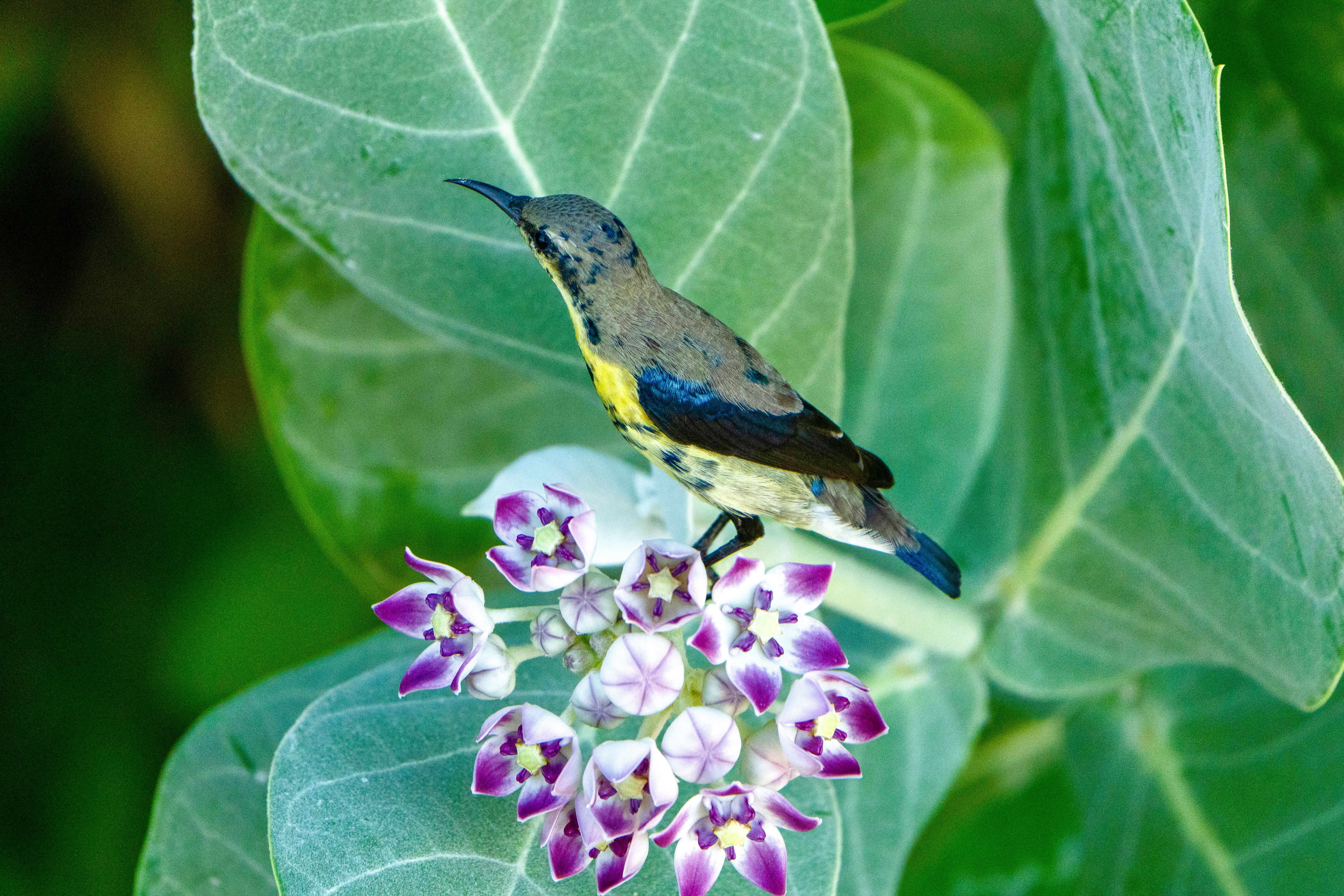Bird On Flower Photos, Download The BEST Free Bird On Flower Stock ...