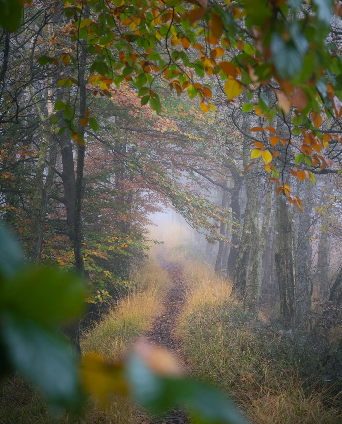 Fog Forest Photos, Download The BEST Free Fog Forest Stock Photos & HD ...