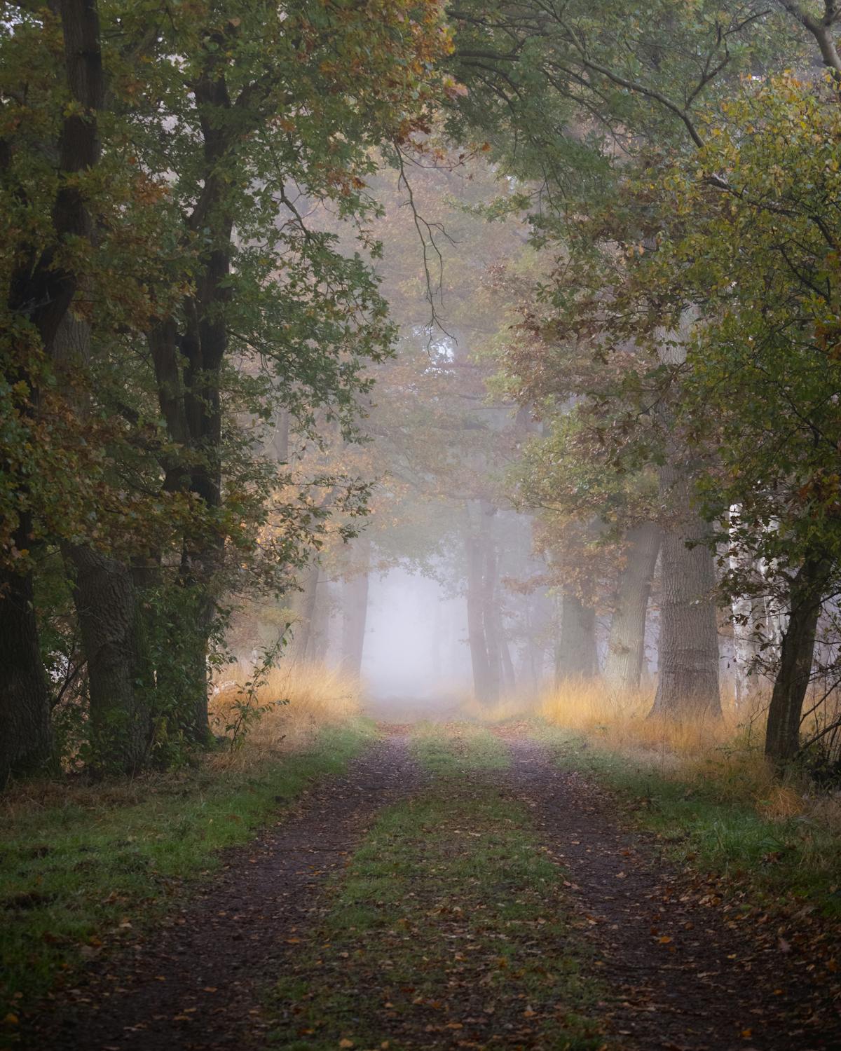 Fog Forest Photos, Download The BEST Free Fog Forest Stock Photos & HD ...