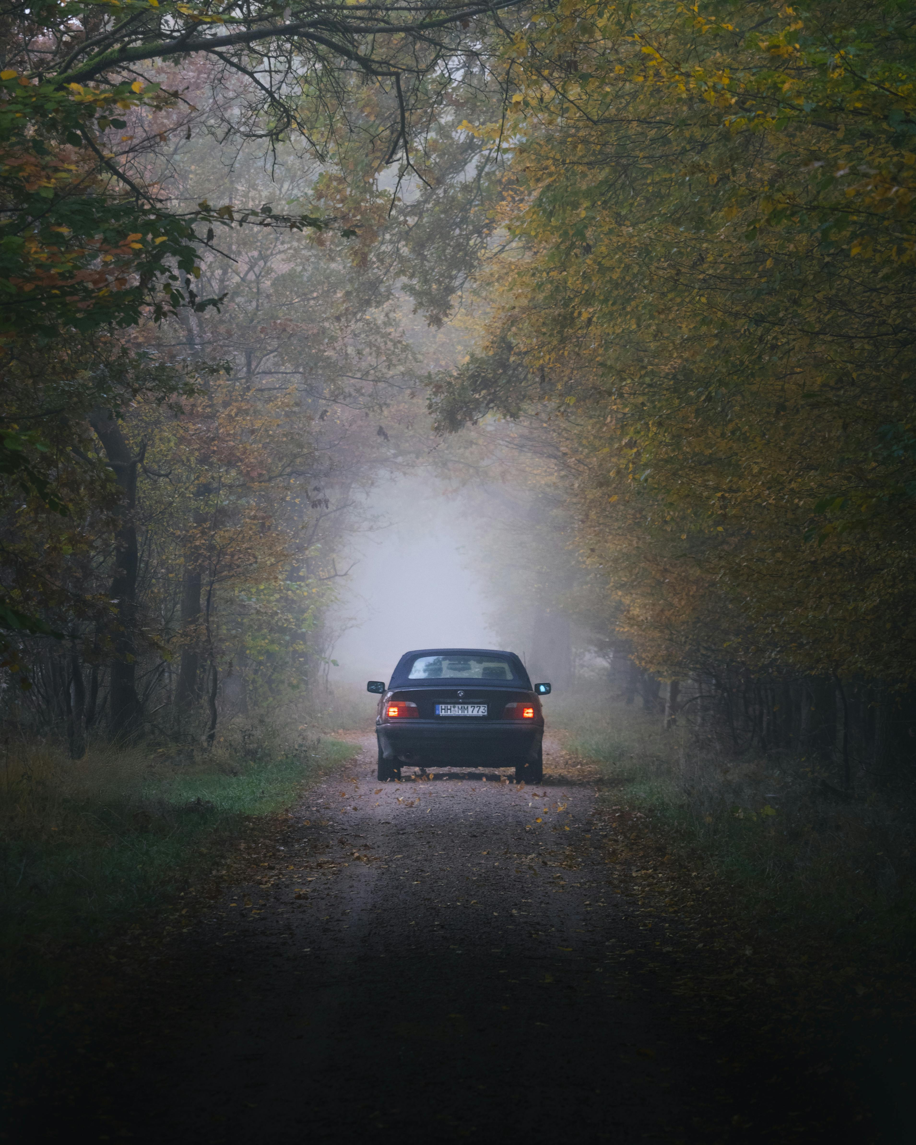 Moody Autumn Drive Through Forest Pathway · Free Stock Photo