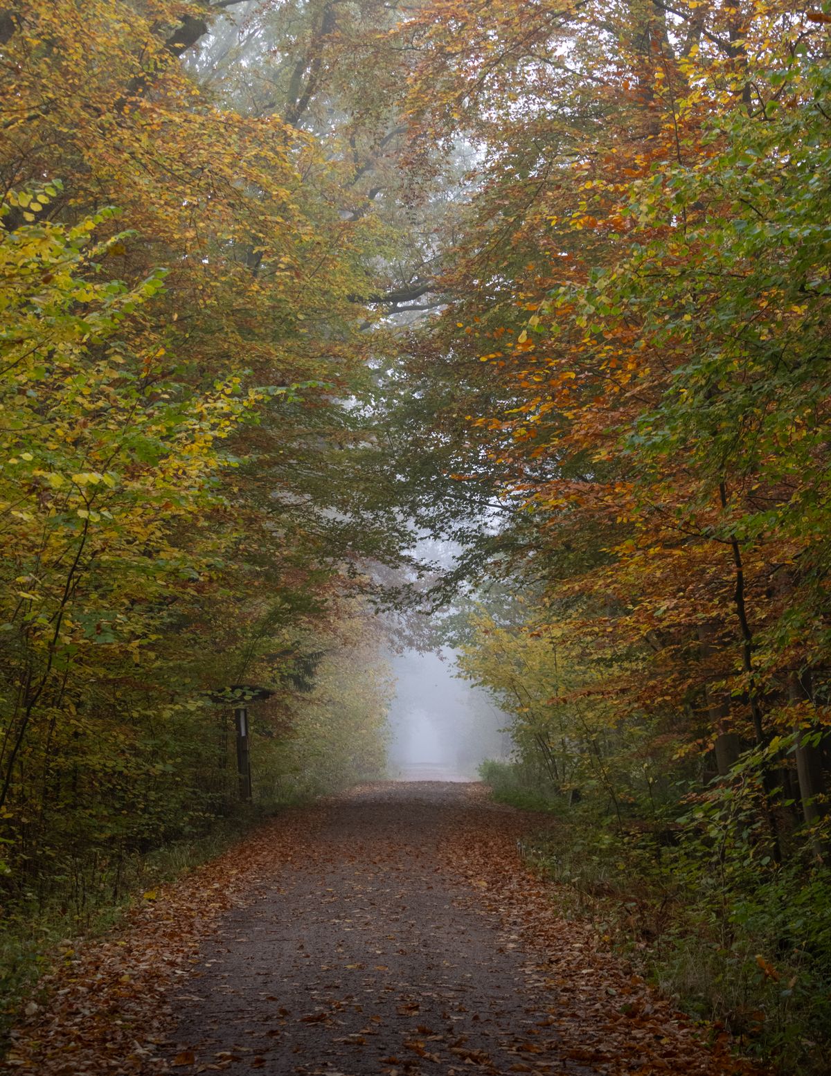 Misty Landscape Photos, Download The BEST Free Misty Landscape Stock ...