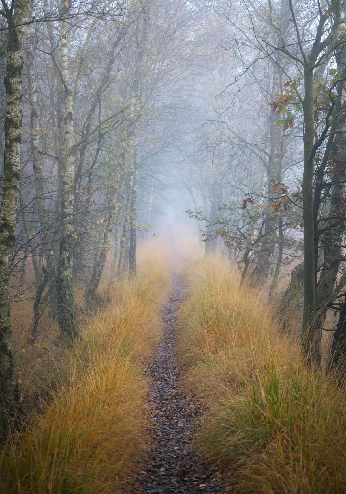 Enchanted Forest Background Photos, Download The BEST Free Enchanted ...