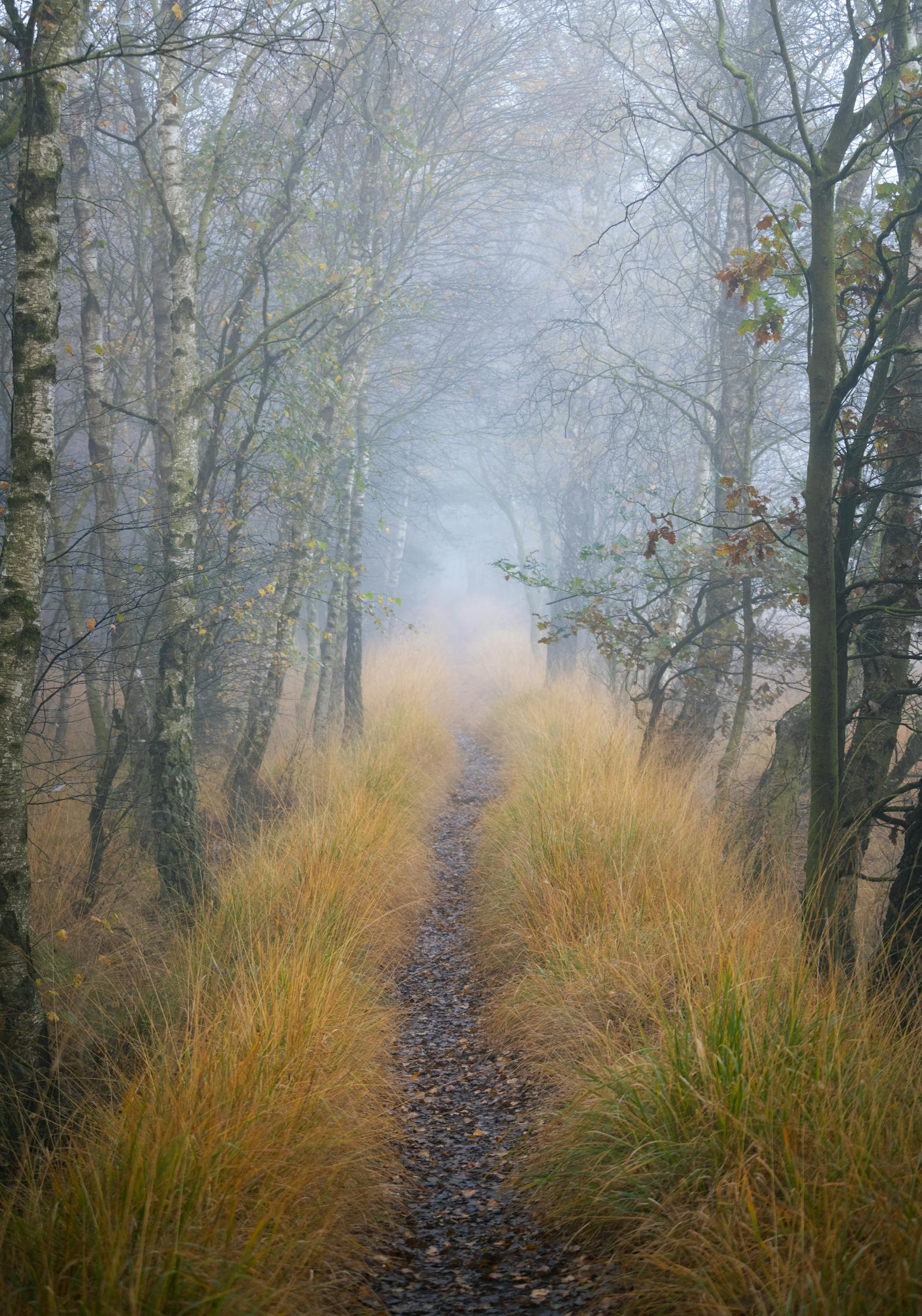 Fog Forest Photos, Download The BEST Free Fog Forest Stock Photos & HD ...