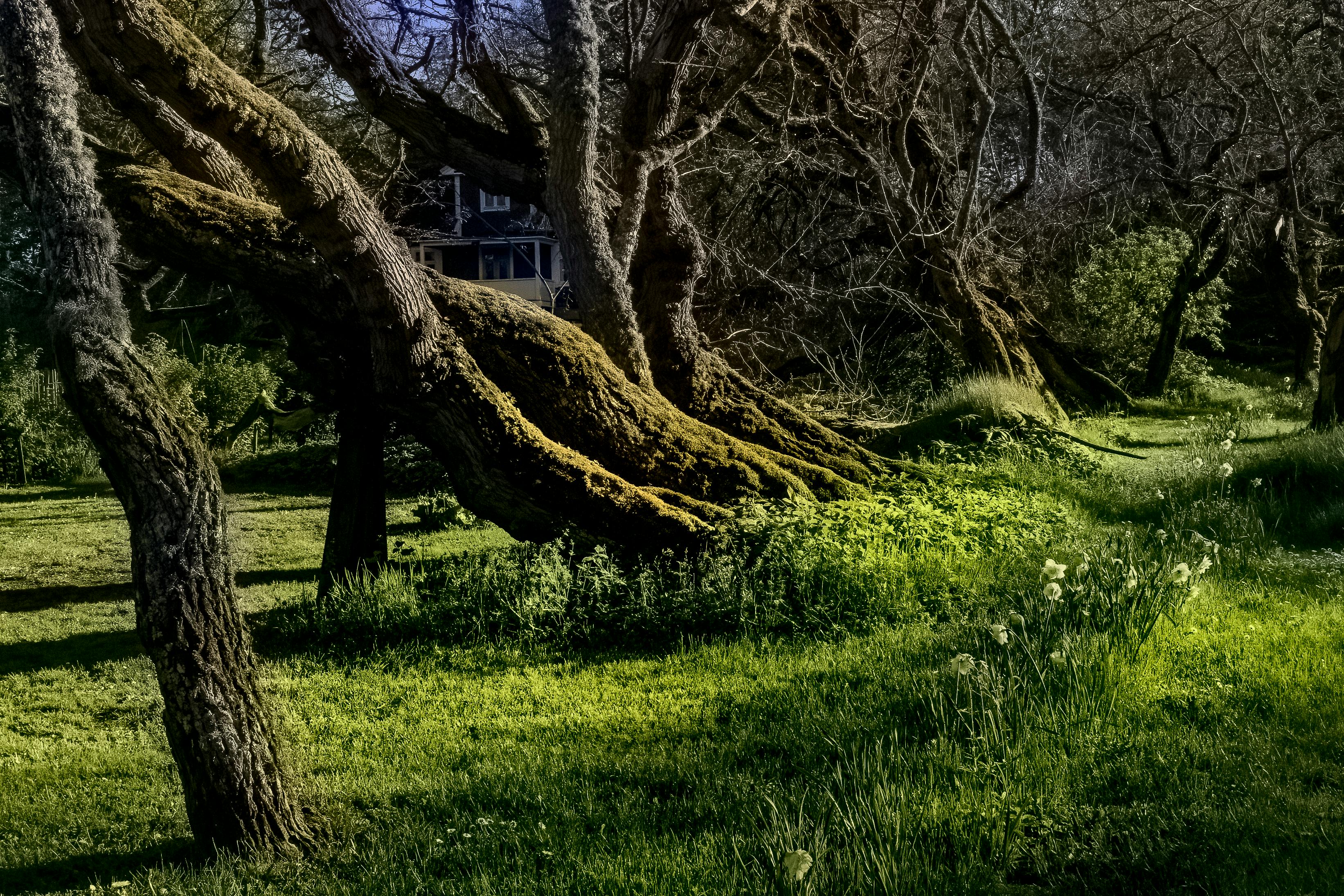 Ancient Twisted Trees in Öland Forest · Free Stock Photo