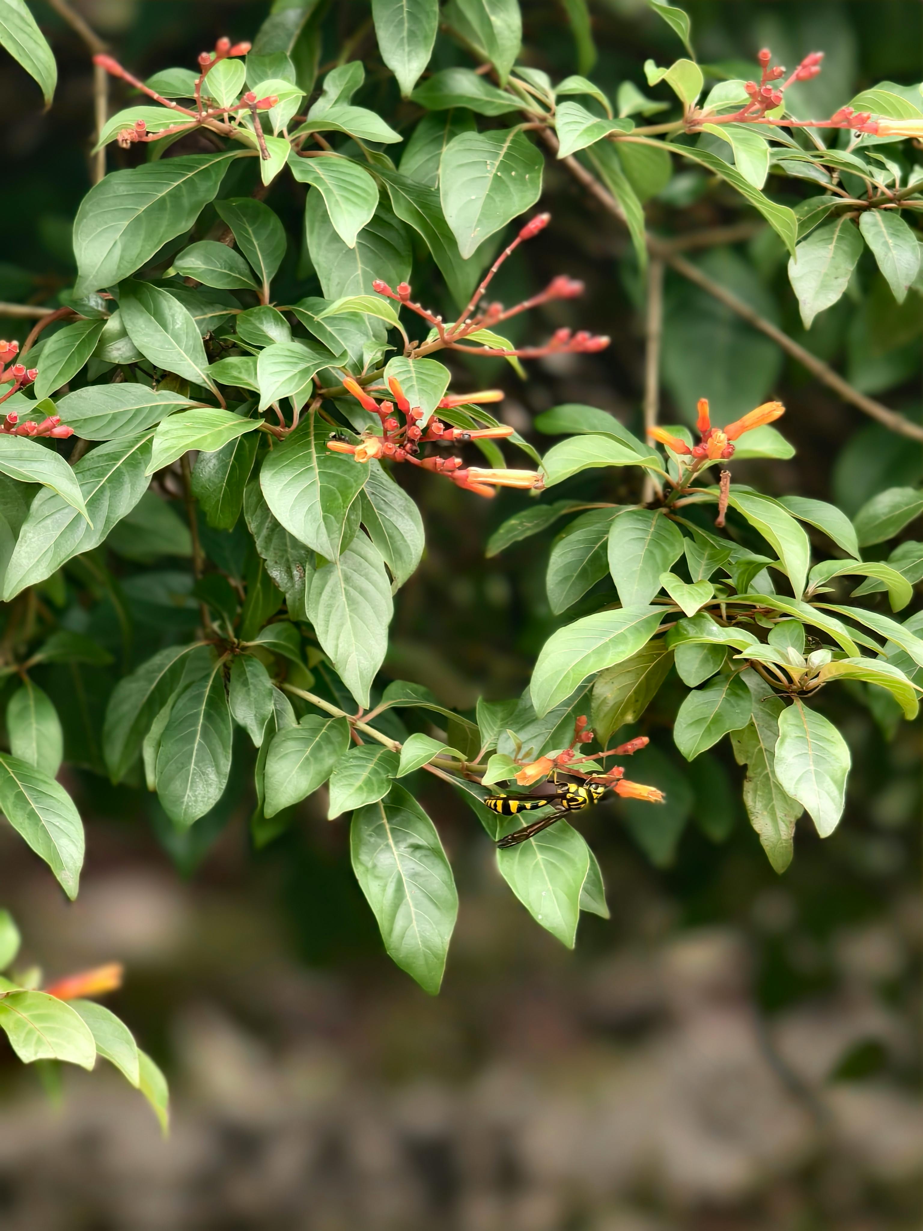 Green foliage and red budding flowers in spring · Free Stock Photo