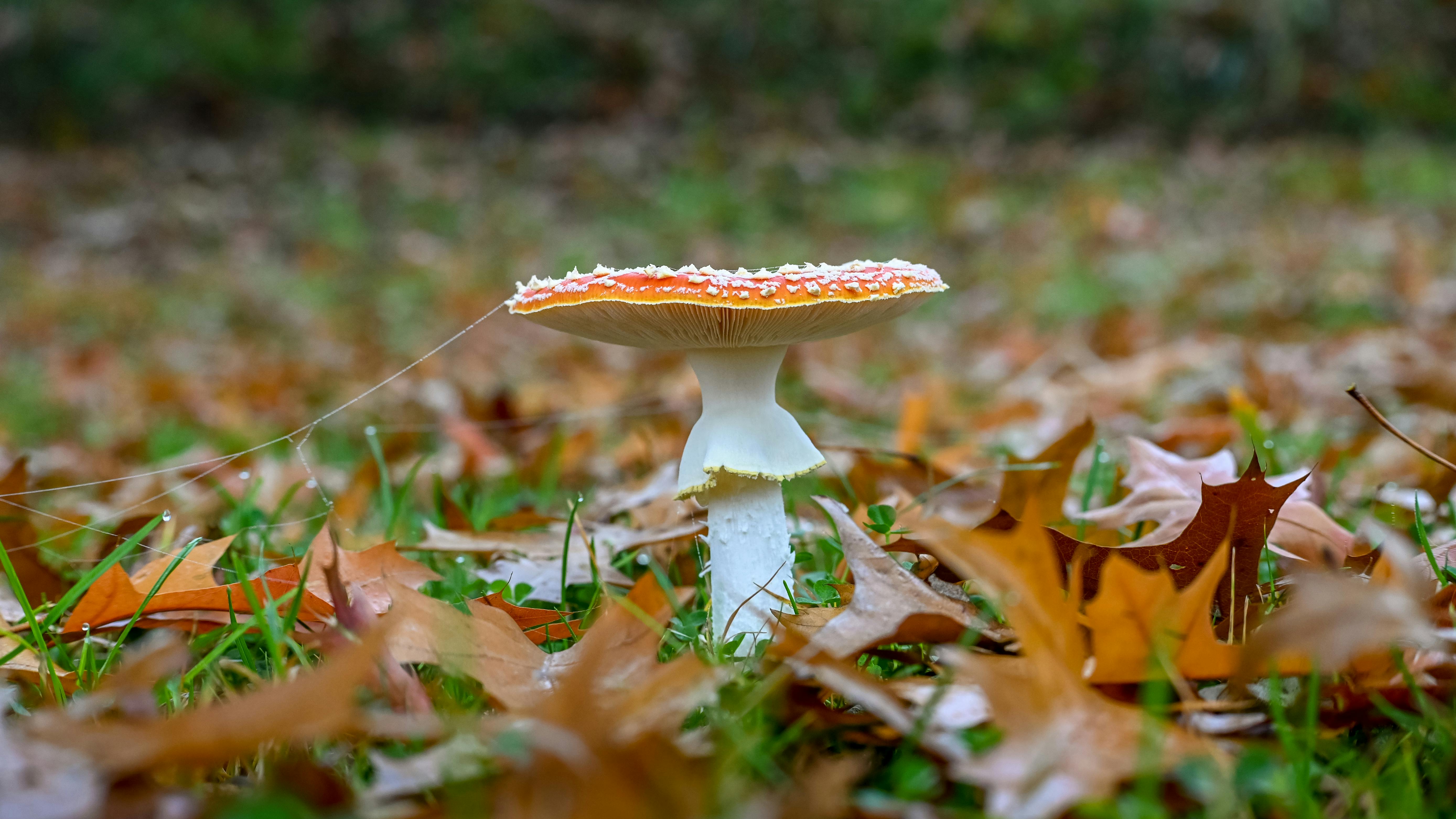 Anticoagulant Rat Poison Risks: Exposure & Treatment Options