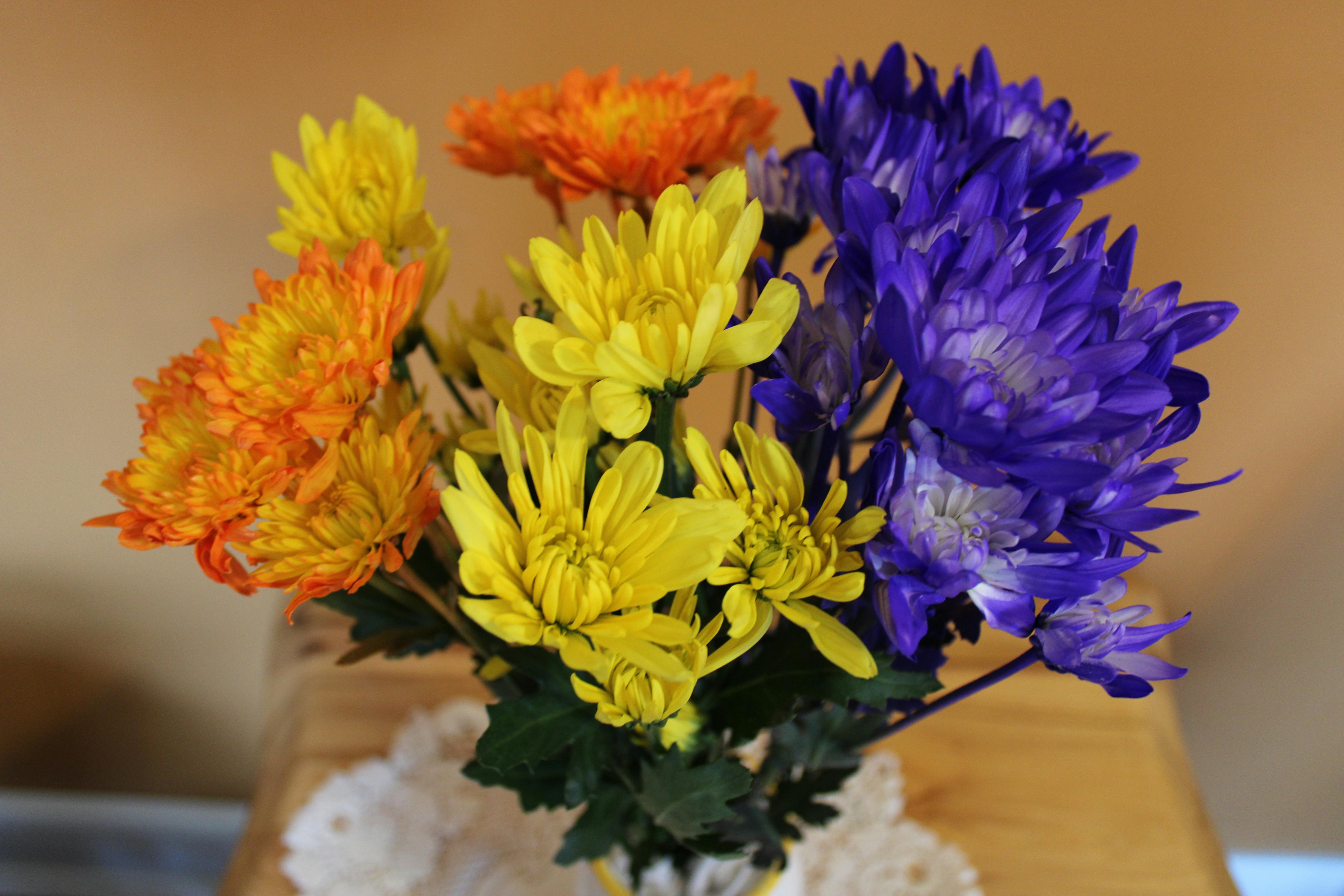Vibrant Chrysanthemum Flower Arrangement Indoors · Free Stock Photo