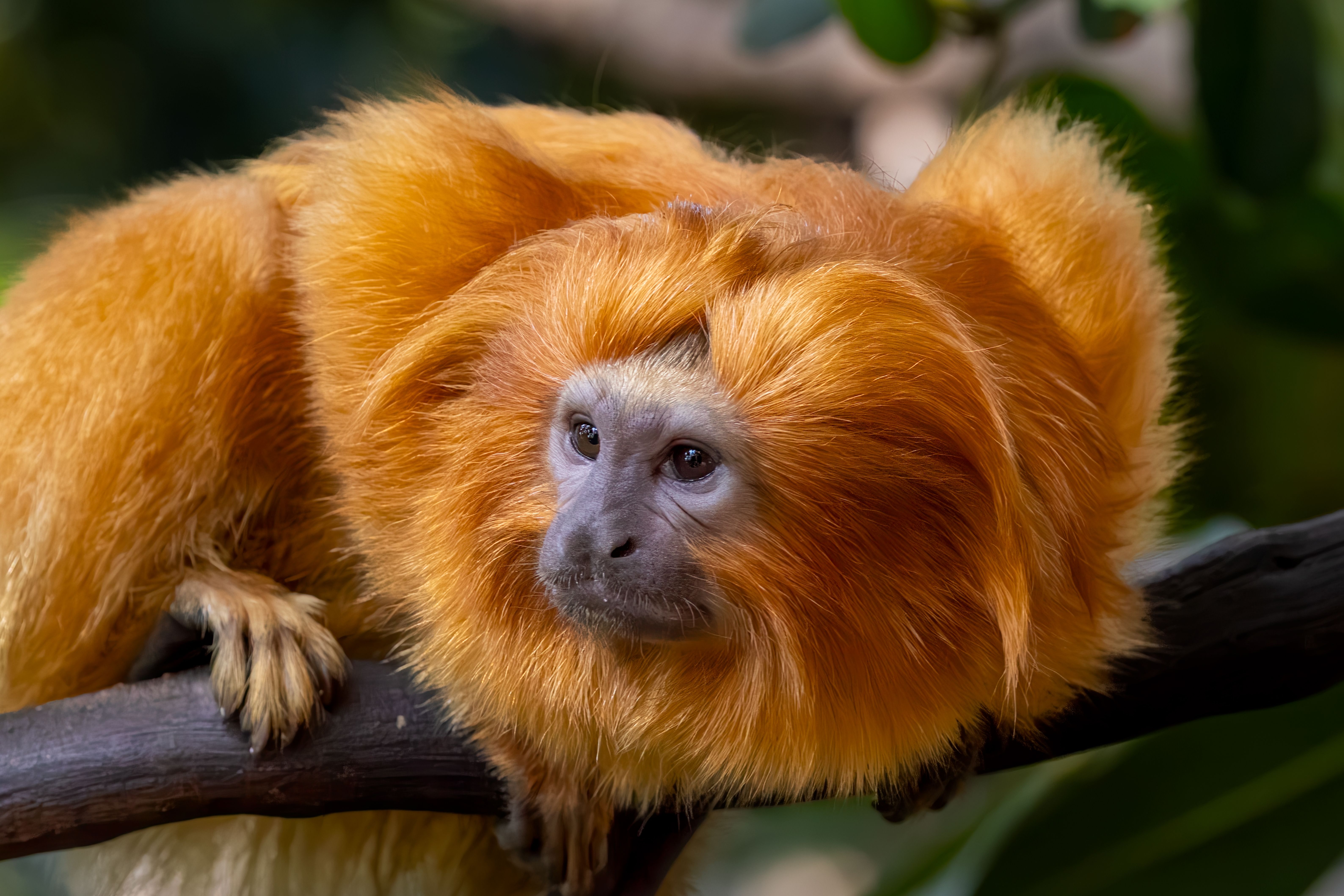 Leontopithecus rosalia - Golden Lion Tamarin - ? World of Tamarins