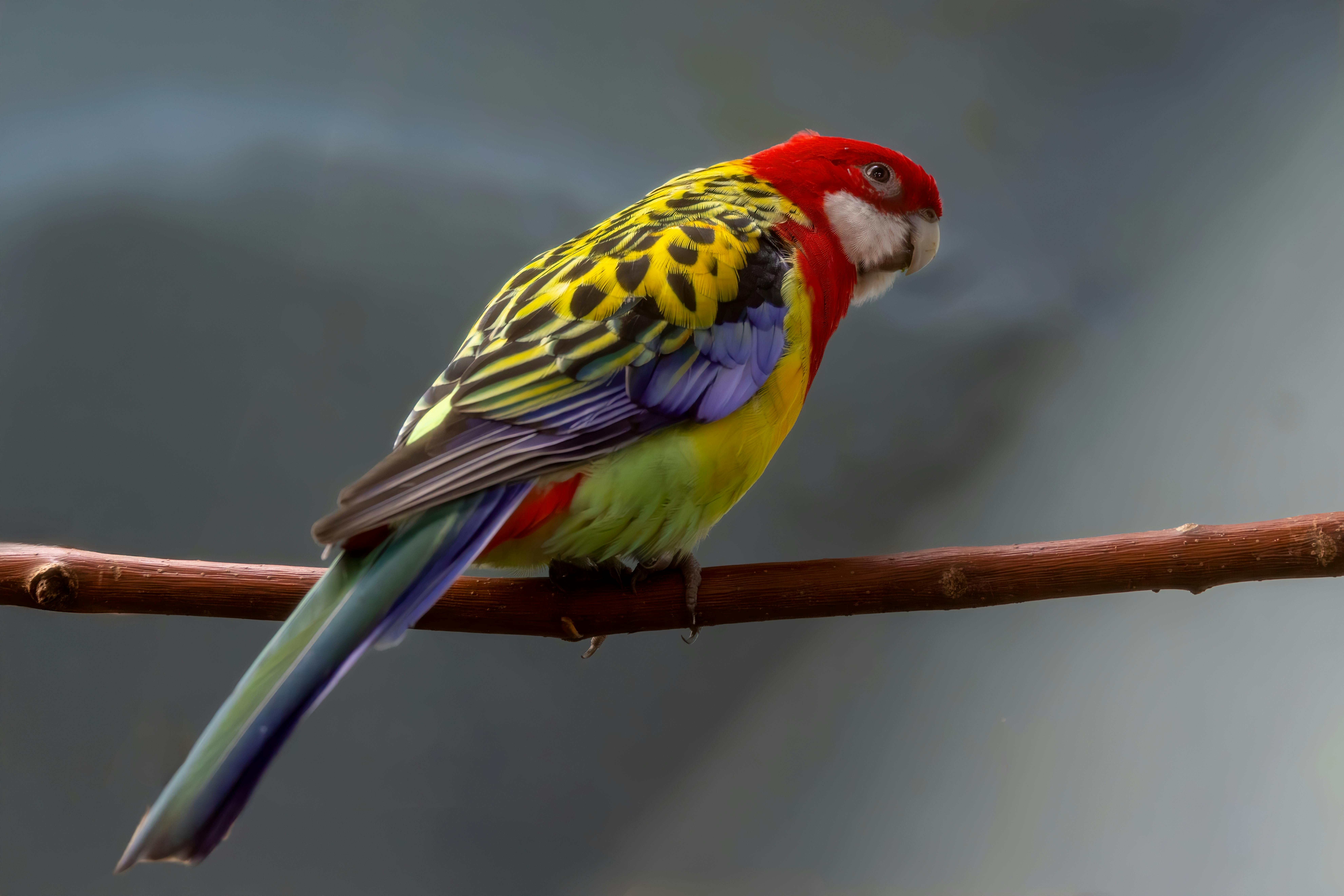 Colorful Rosella Parrot Perched on Branch · Free Stock Photo
