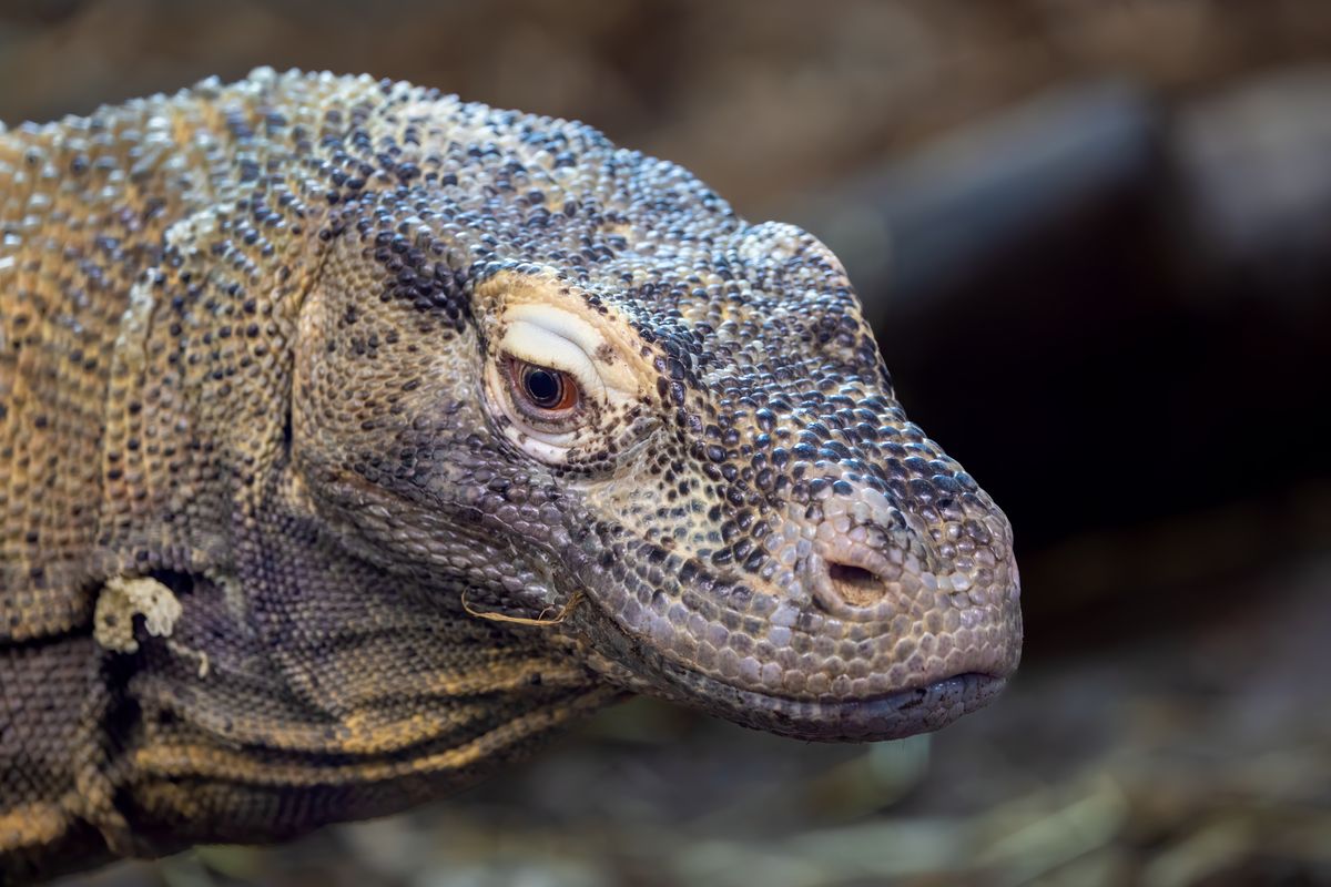 Lizard Face Photos, Download The BEST Free Lizard Face Stock Photos ...