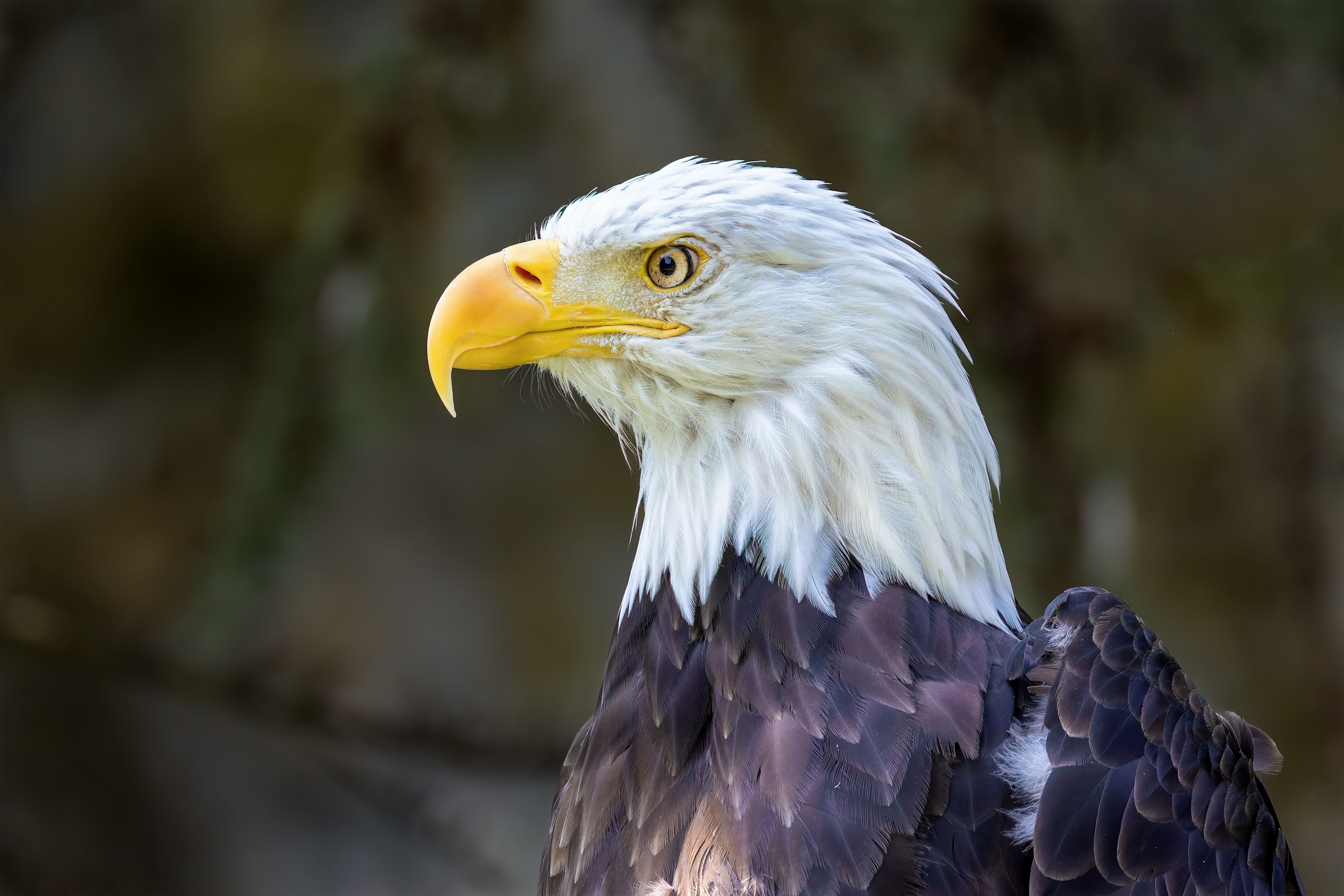 Majestic Bald Eagle in Natural Habitat · Free Stock Photo