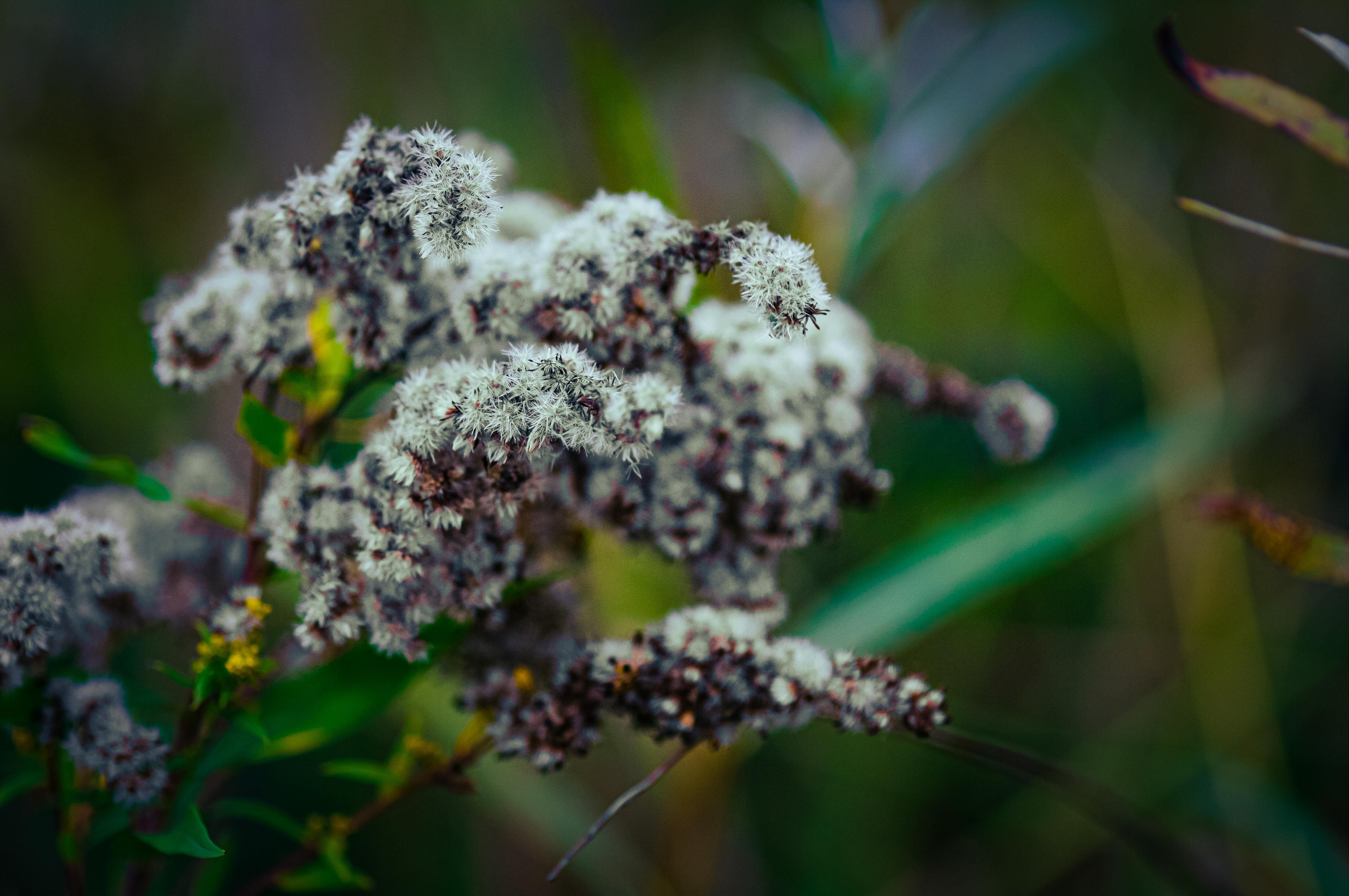 Close-up of Fuzzy Plant with Green Background · Free Stock Photo