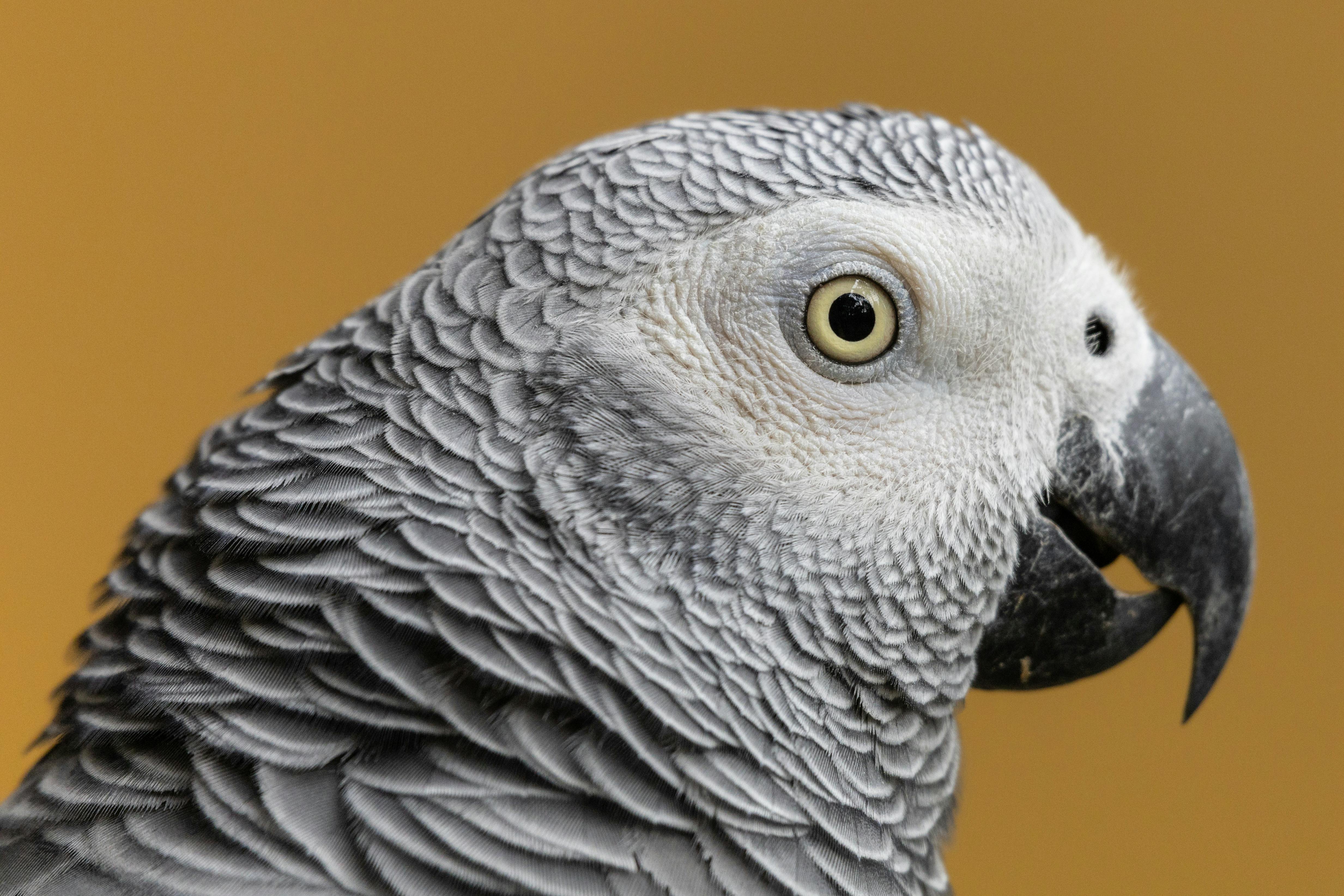 Nature Grey Photos, Download The BEST Free Nature Grey Stock Photos ...