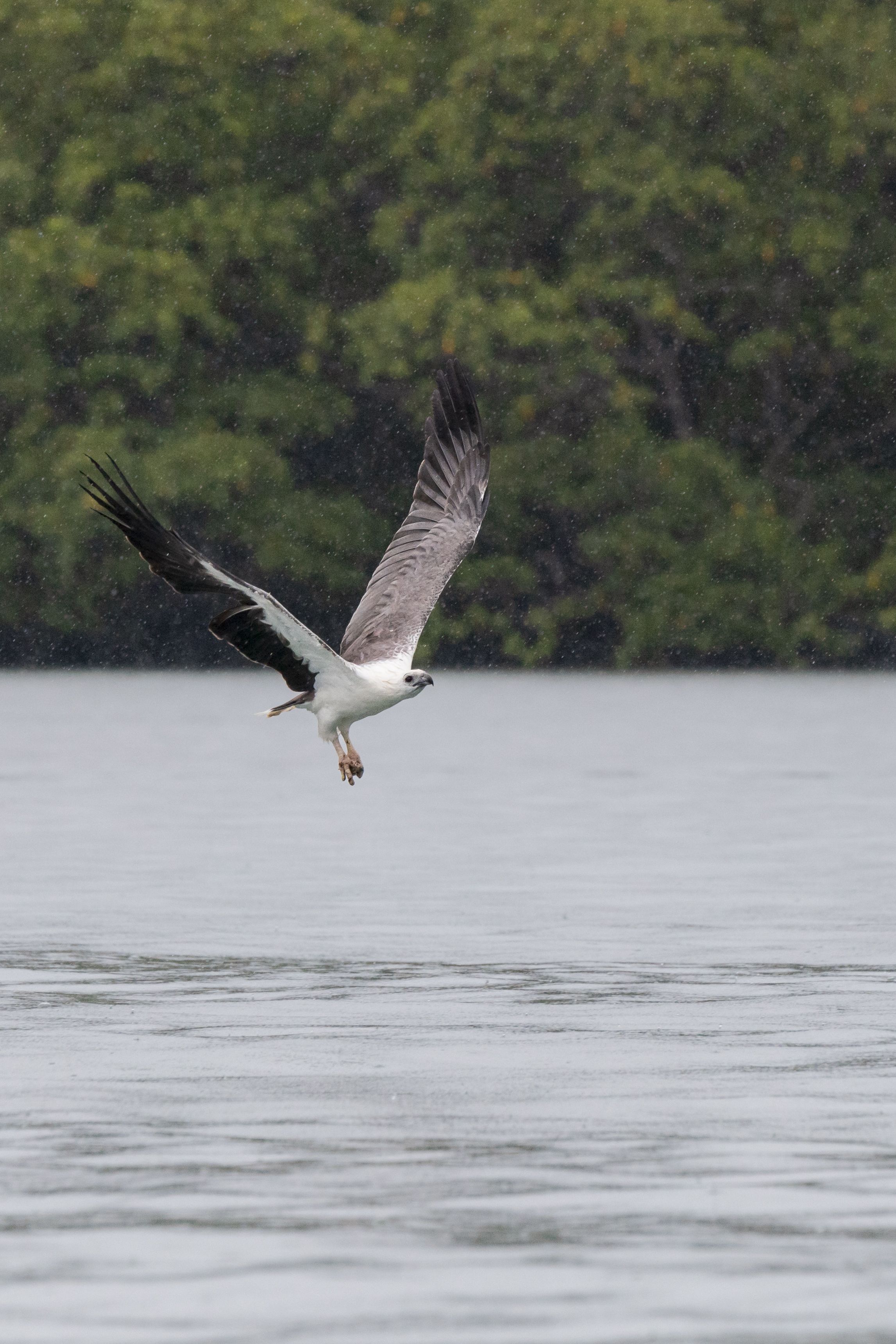 Osprey Soaring Over Langkawi Waters in Rain · Free Stock Photo