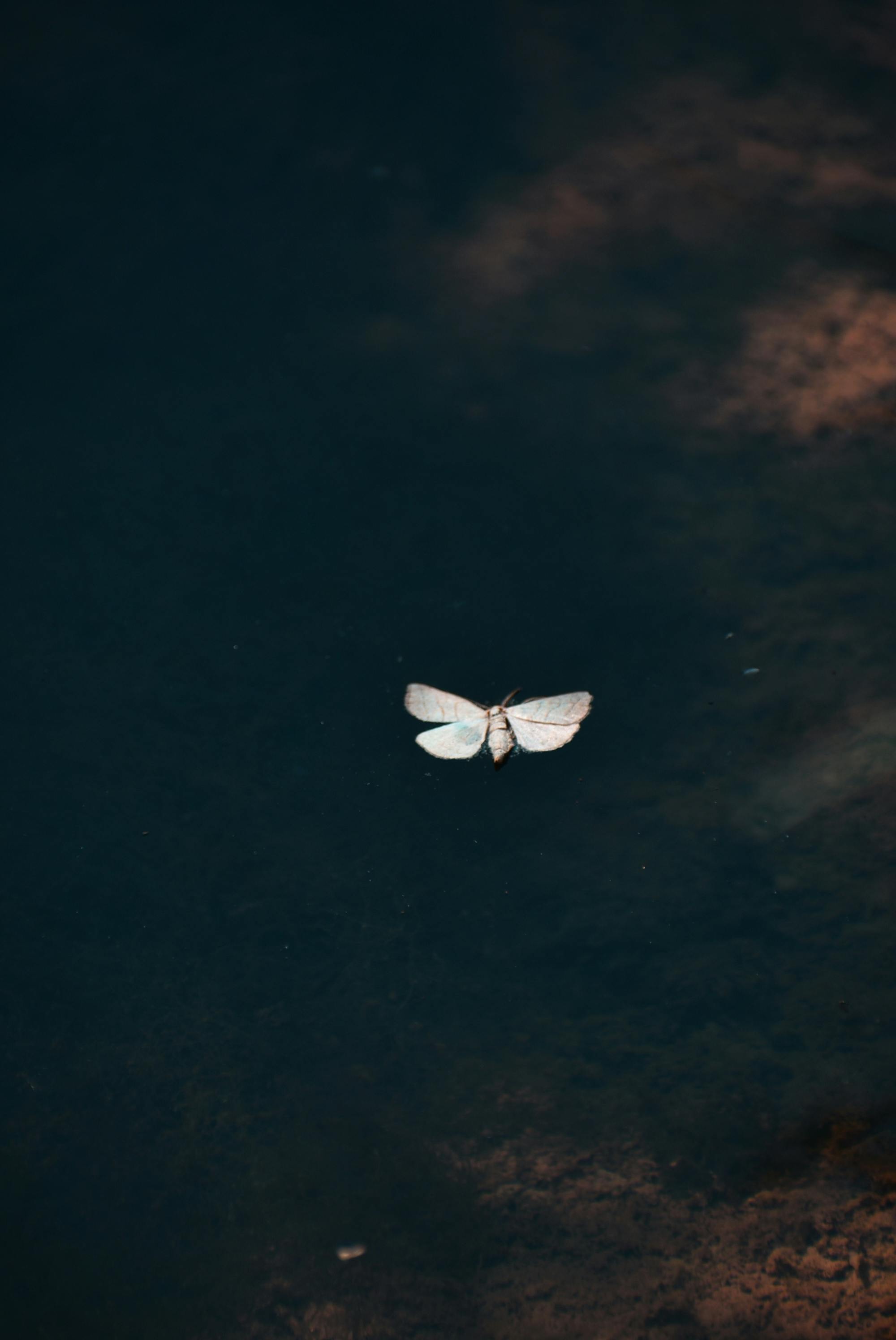 Insect On Black Background · Free Stock Photo