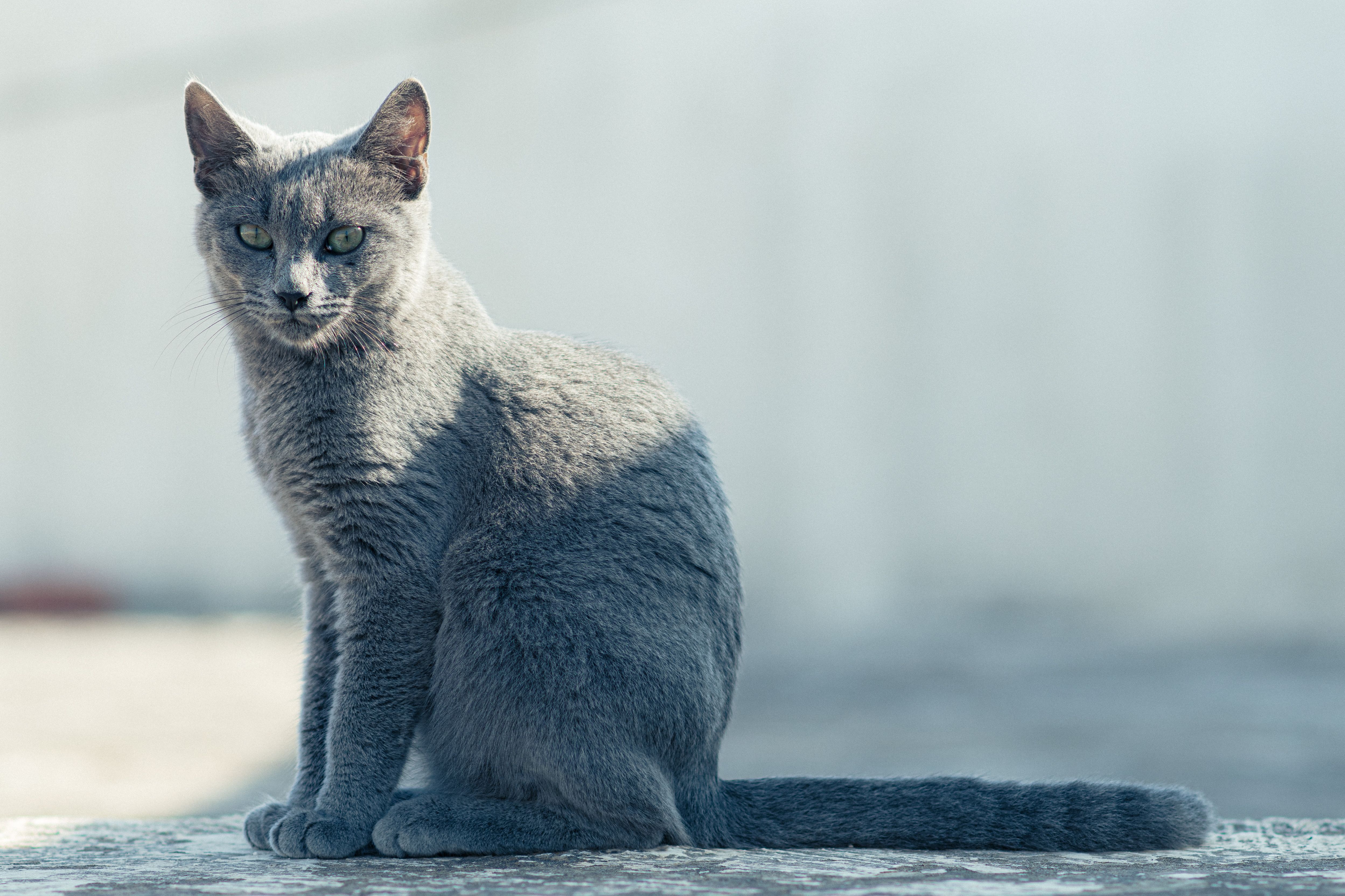 Graceful Russian Blue Cat in Sunlit Urban Setting · Free Stock Photo