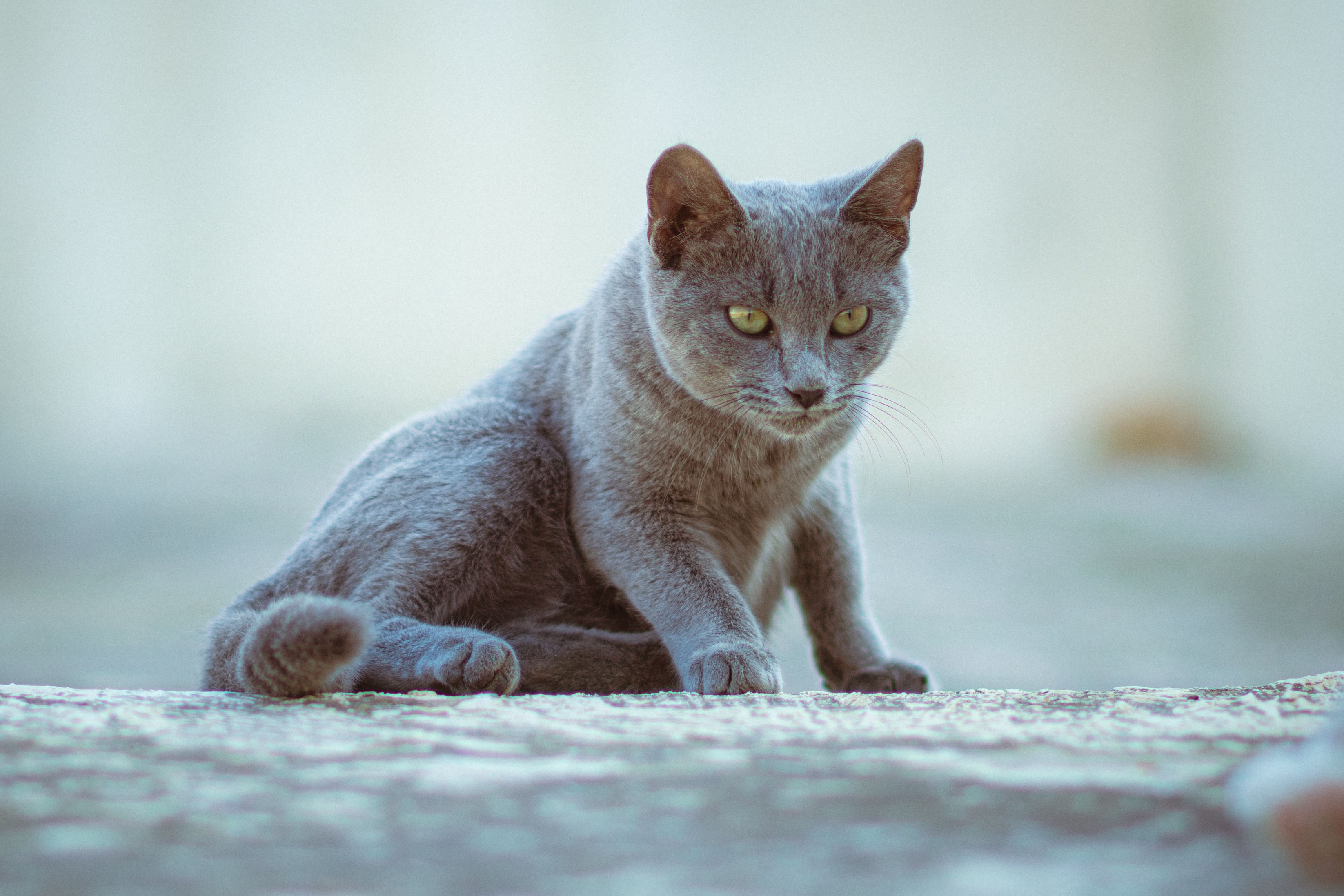Charming Grey Cat Resting Outdoors in Tunis · Free Stock Photo