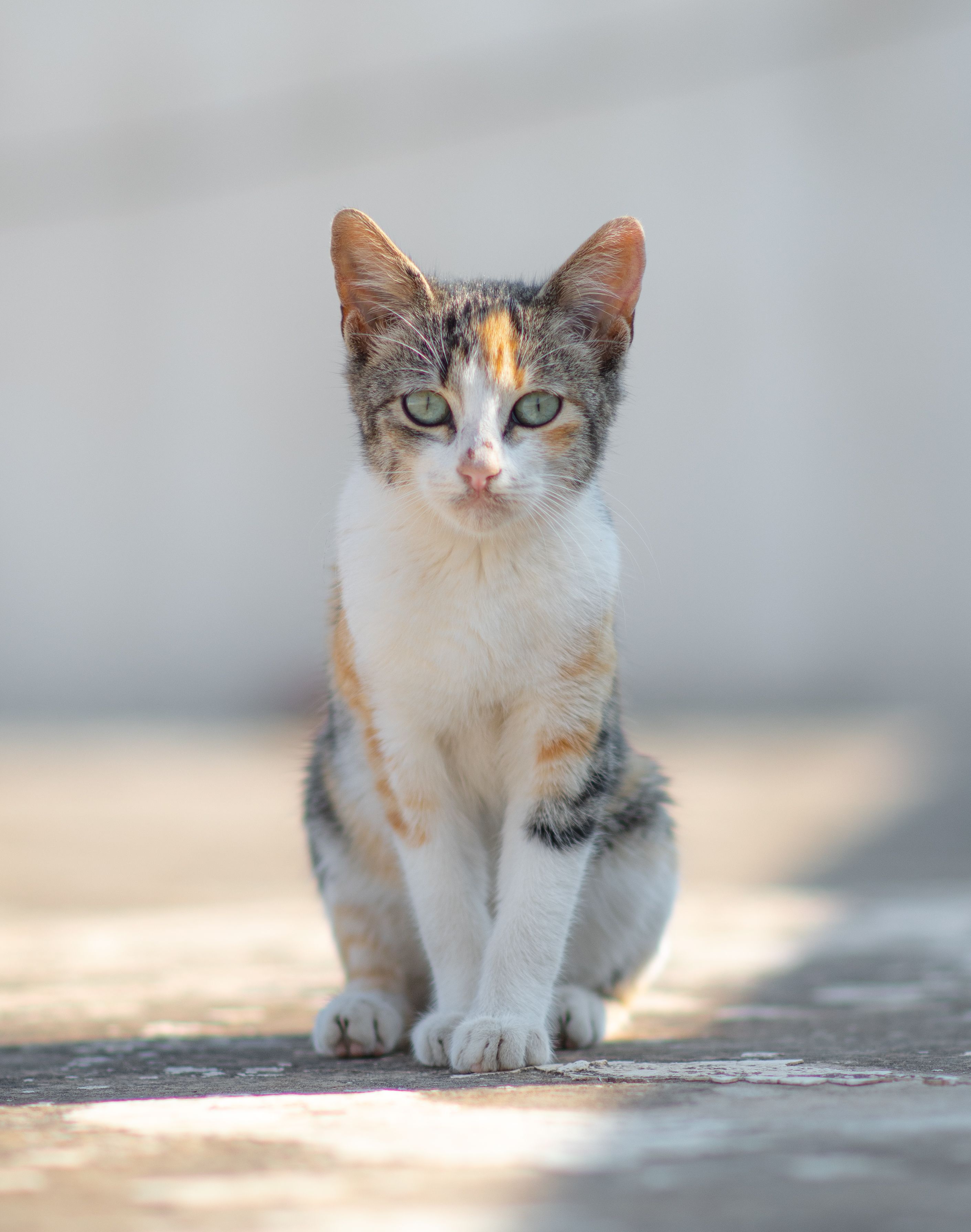 Portrait of a Calico Cat Sitting Outdoors · Free Stock Photo