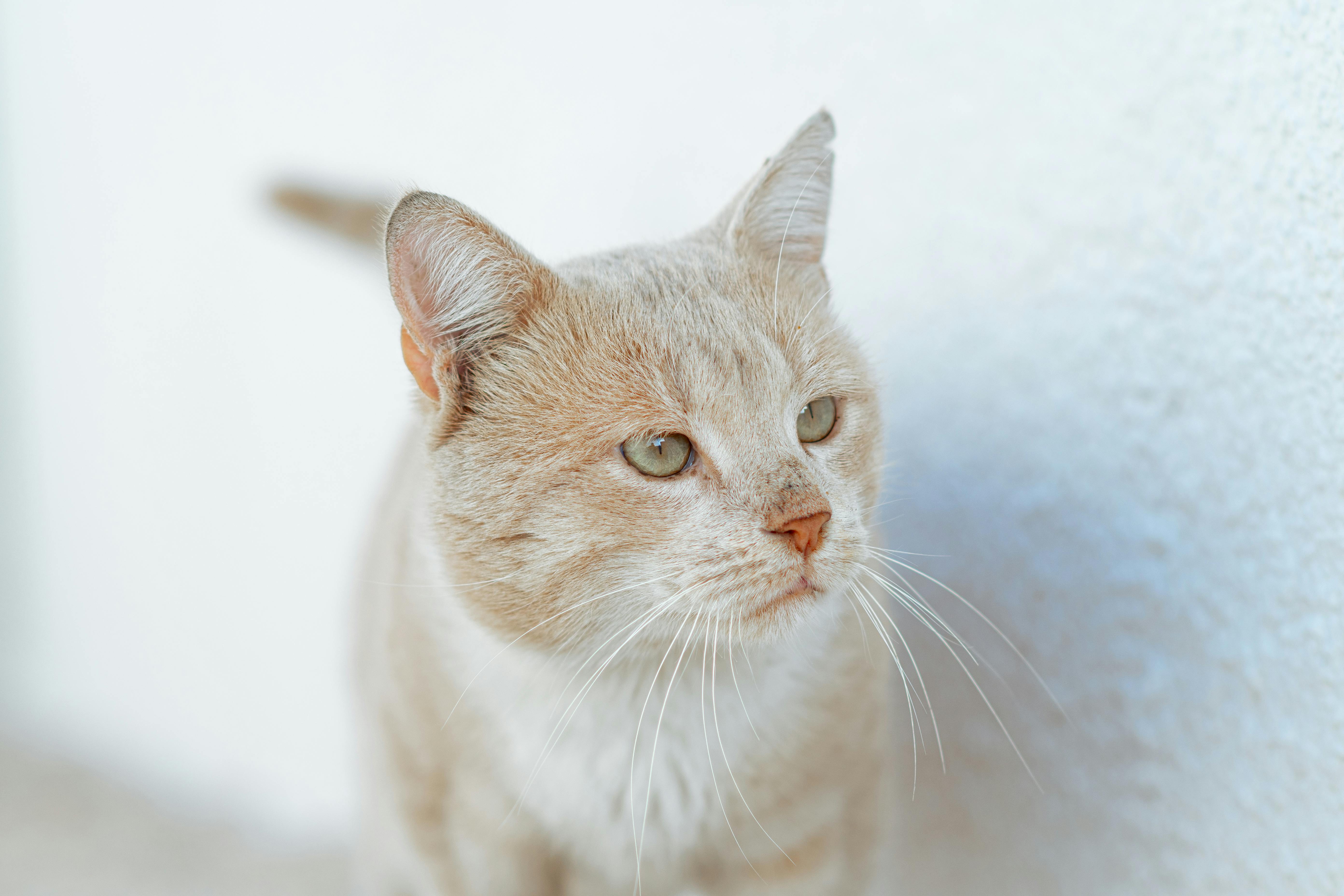 Retrato En Primer Plano De Un Gato Beige En Túnez · Foto de stock gratuita