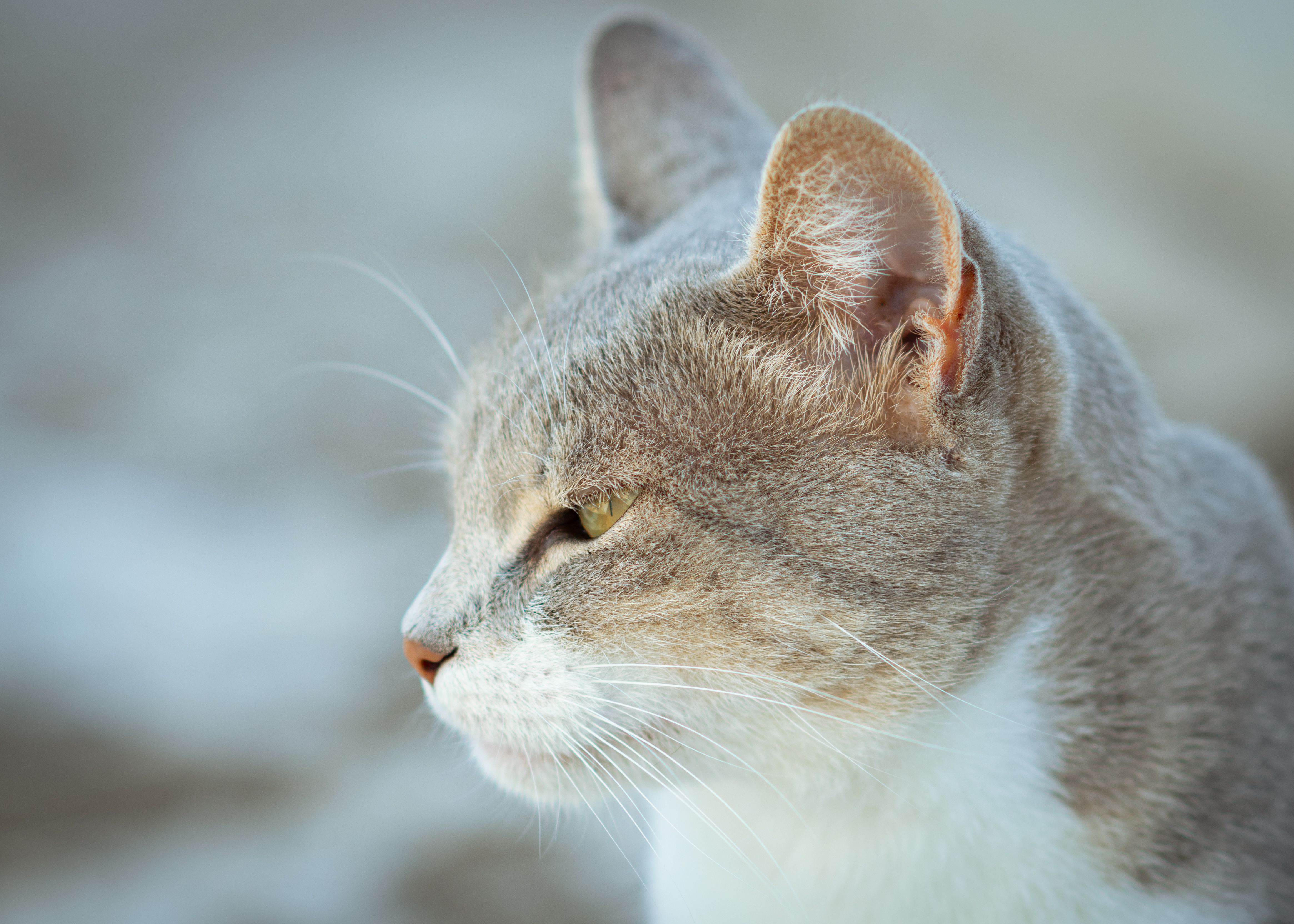 Close-up Portrait of a Gray Domestic Cat · Free Stock Photo