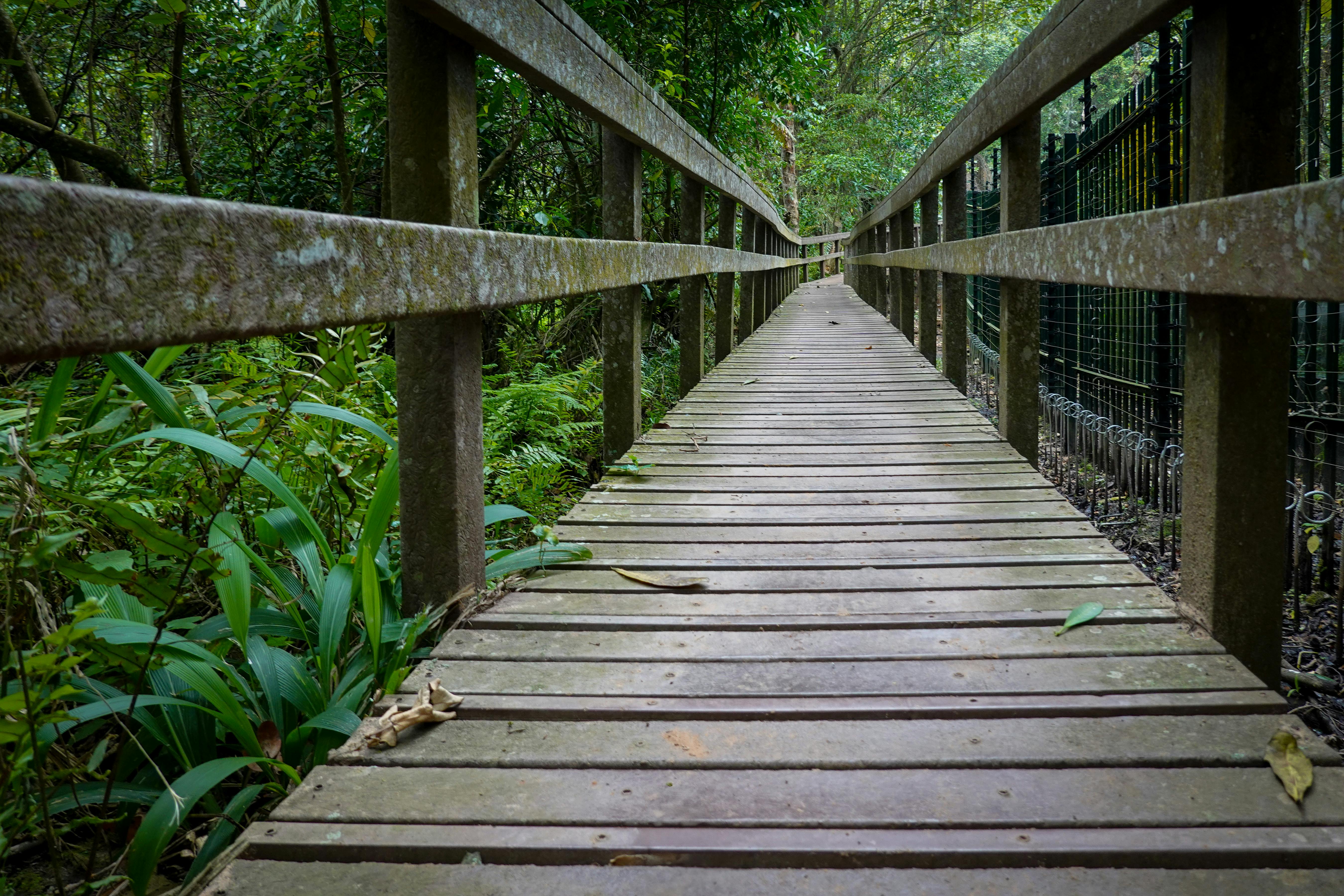 Sentier En Bois à Travers Une Forêt Dense · Photo gratuite