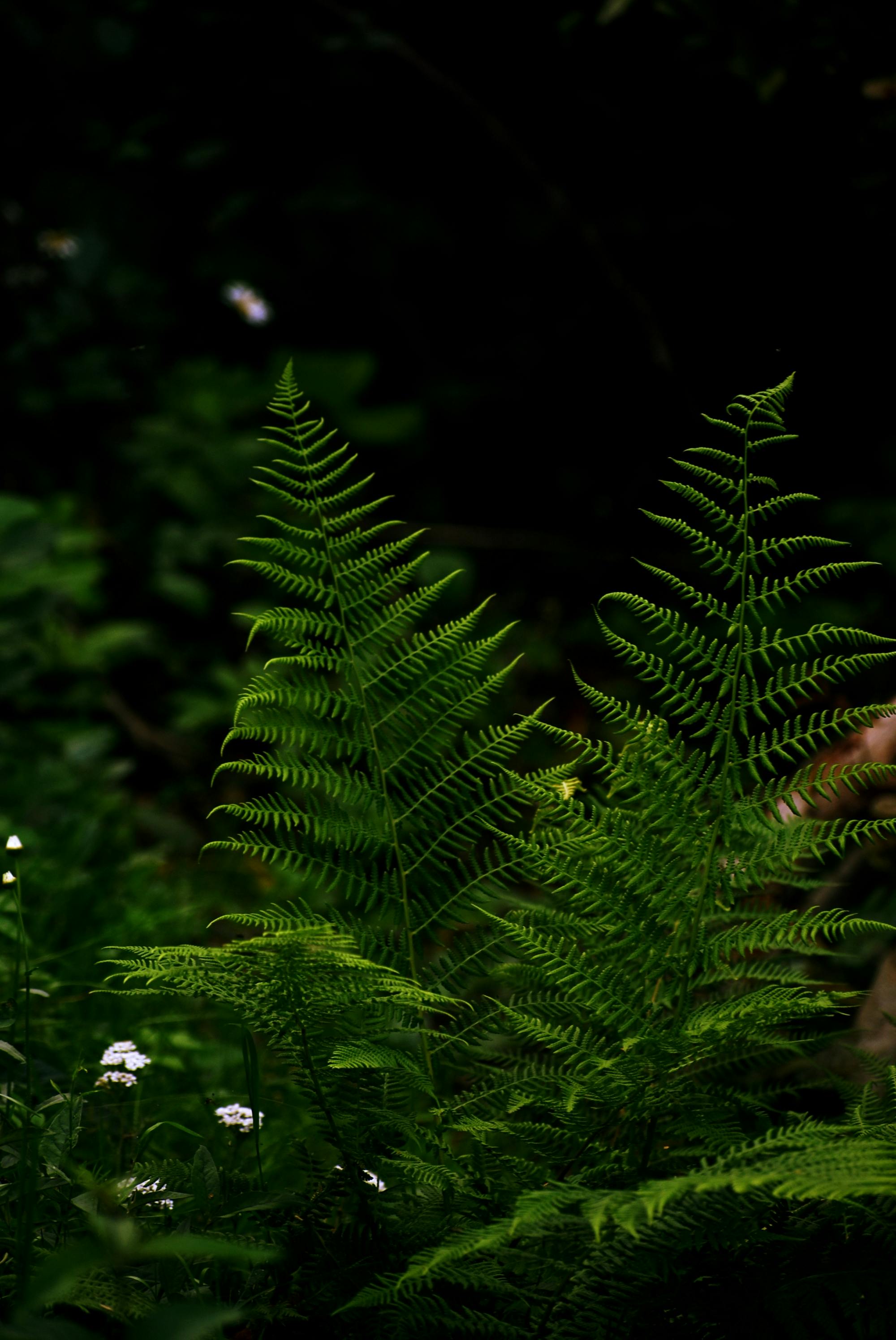 Photo of Two Fern Leaves · Free Stock Photo