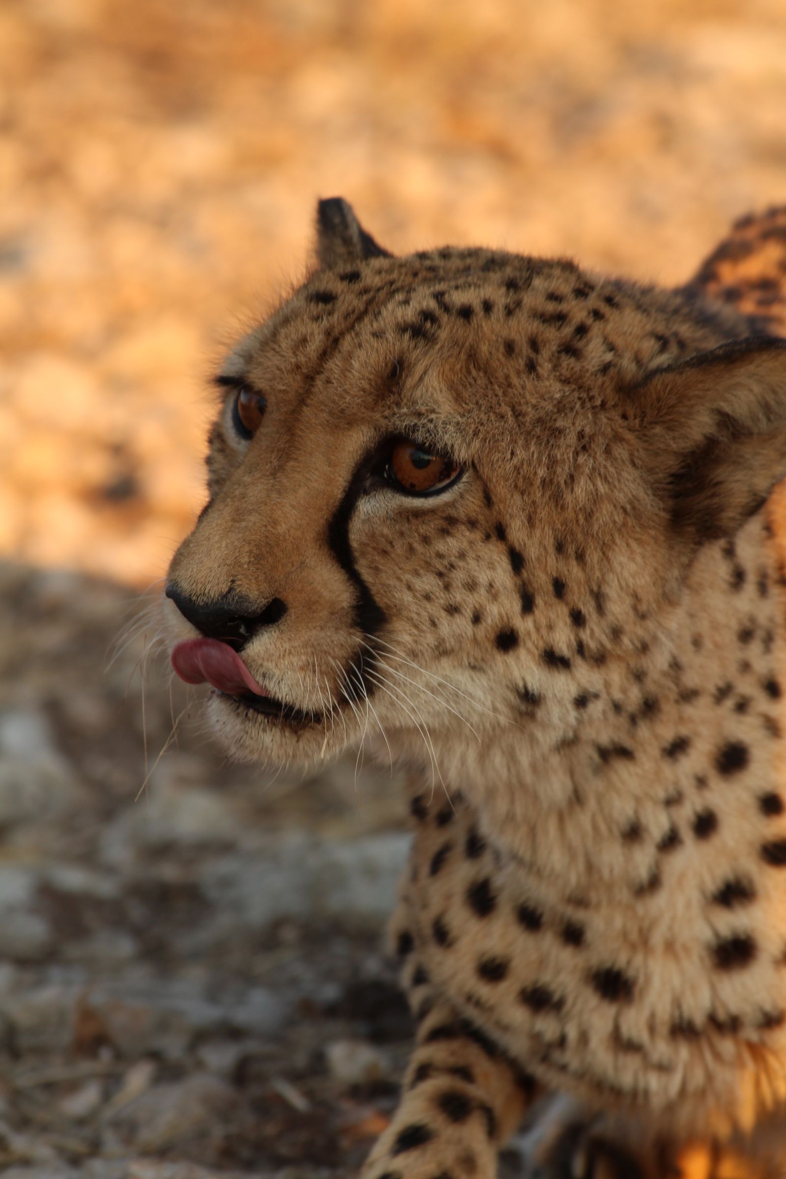 Namibia Dune Cheetah Photos, Download The BEST Free Namibia Dune ...