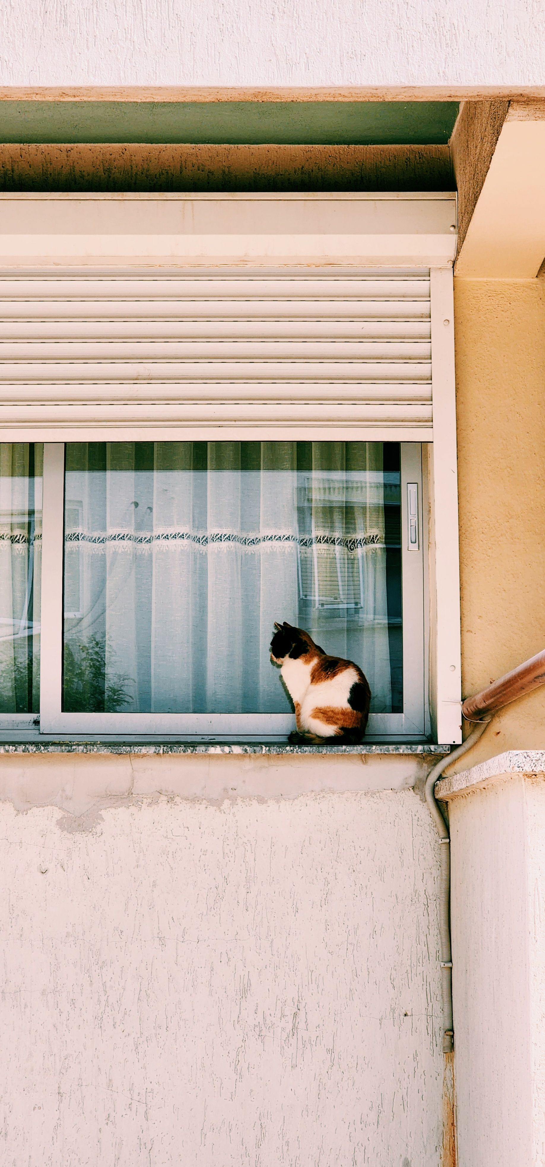 Calico Cat Sitting on Window Ledge in Sunlit Urban Scene · Free Stock Photo
