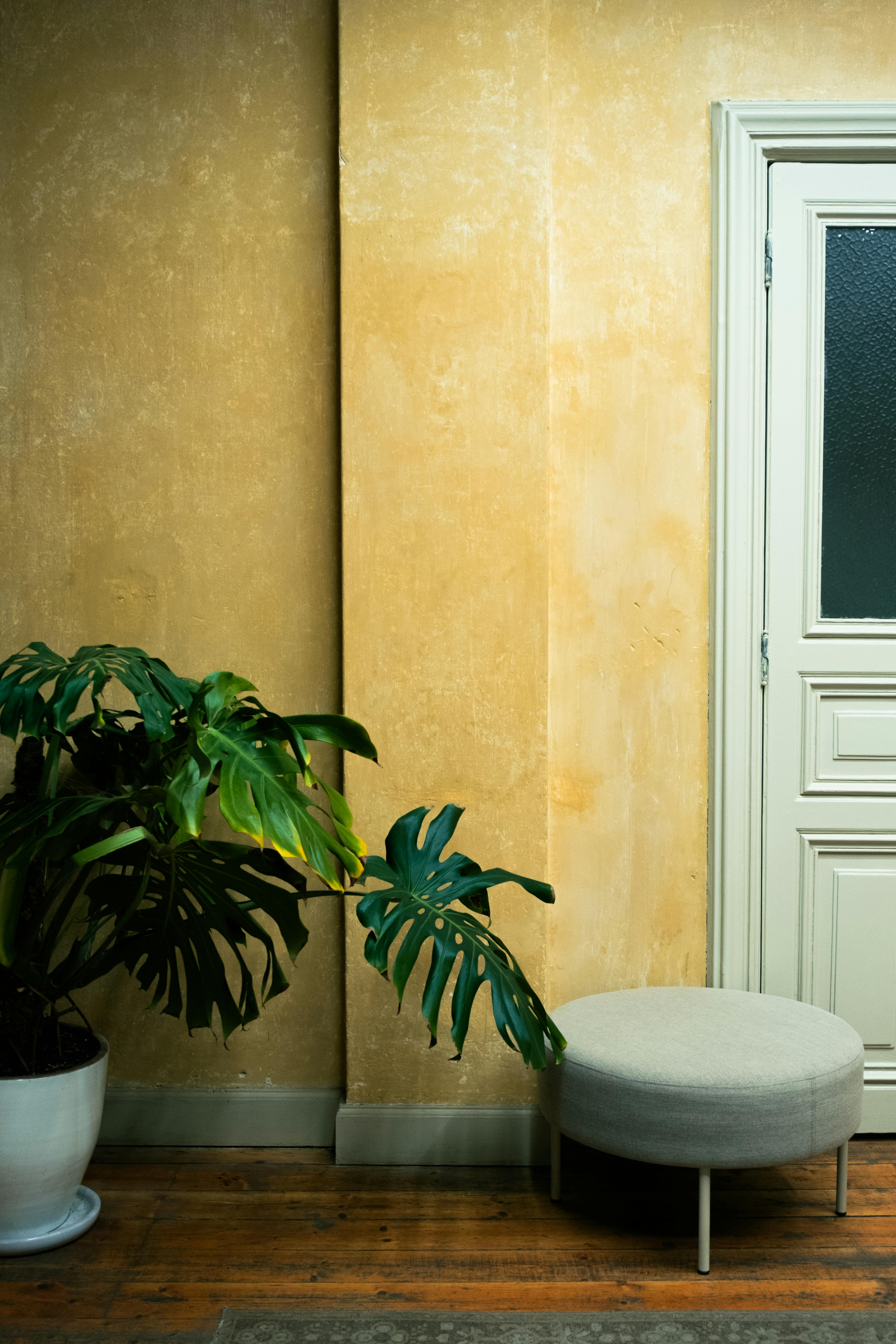 Modern Interior with Monstera Plant and Door · Free Stock Photo