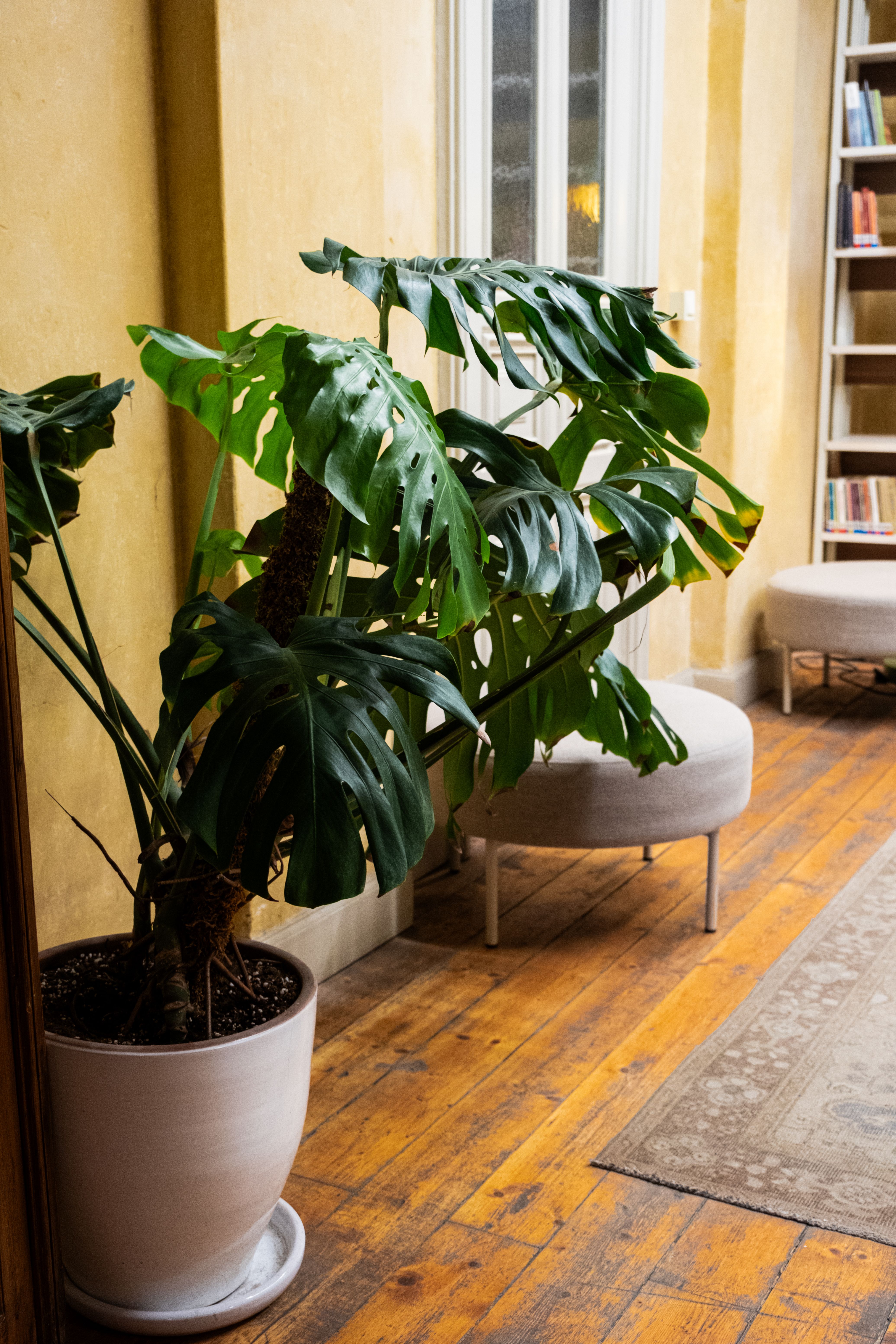 Cozy Interior with Monstera Plant in Pot · Free Stock Photo