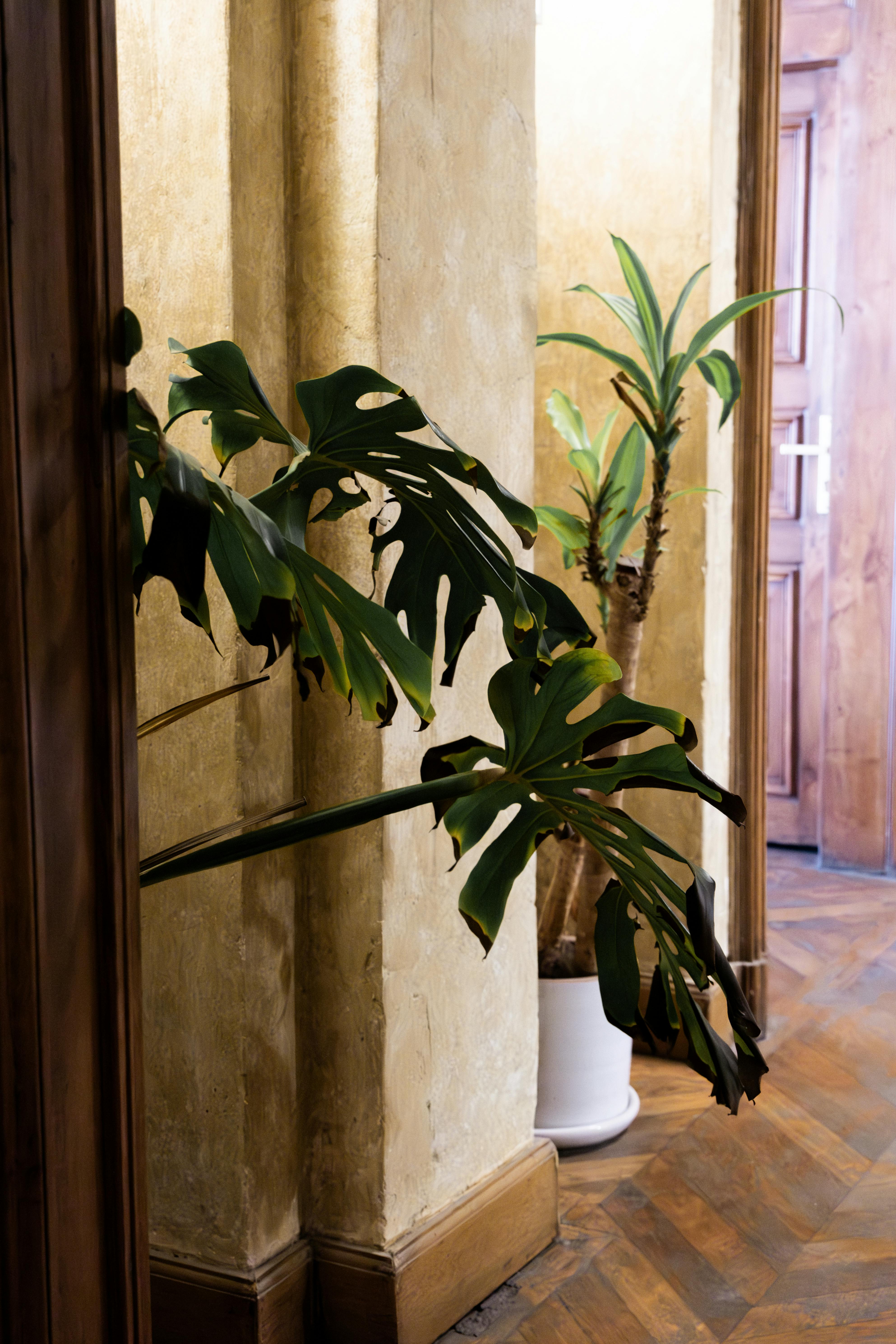 Indoor Monstera Plant in Elegant Hallway · Free Stock Photo